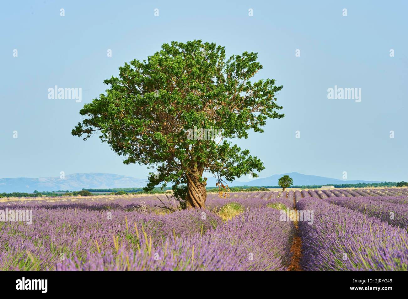 Tree growing next to True lavender (Lavandula angustifolia) fields near ...