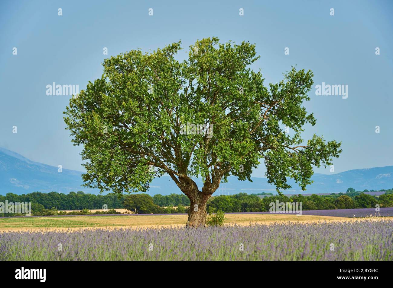 Tree growing next to True lavender (Lavandula angustifolia) fields near ...