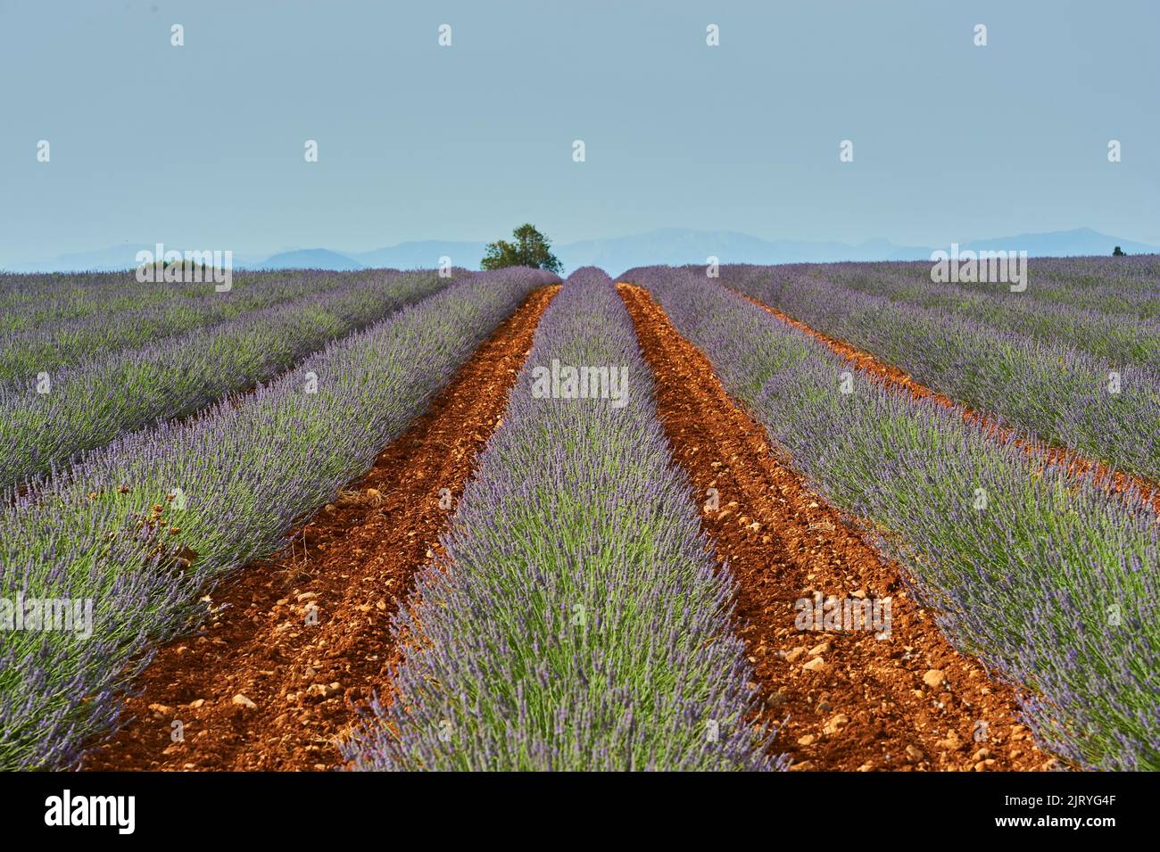 True lavender (Lavandula angustifolia) field near Valensole, Provance ...