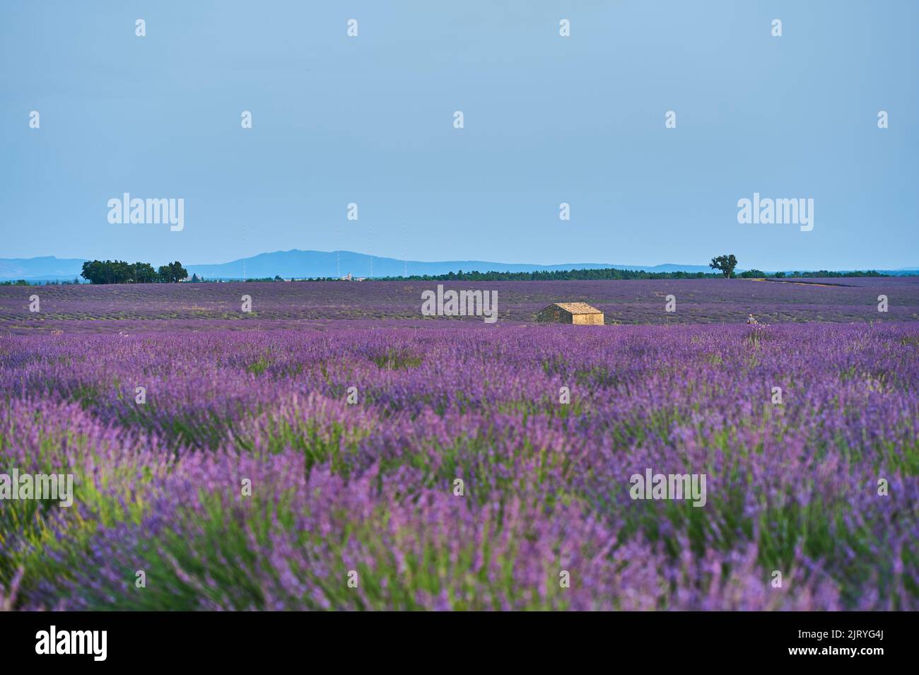Small hut in a true lavender (Lavandula angustifolia) field near ...