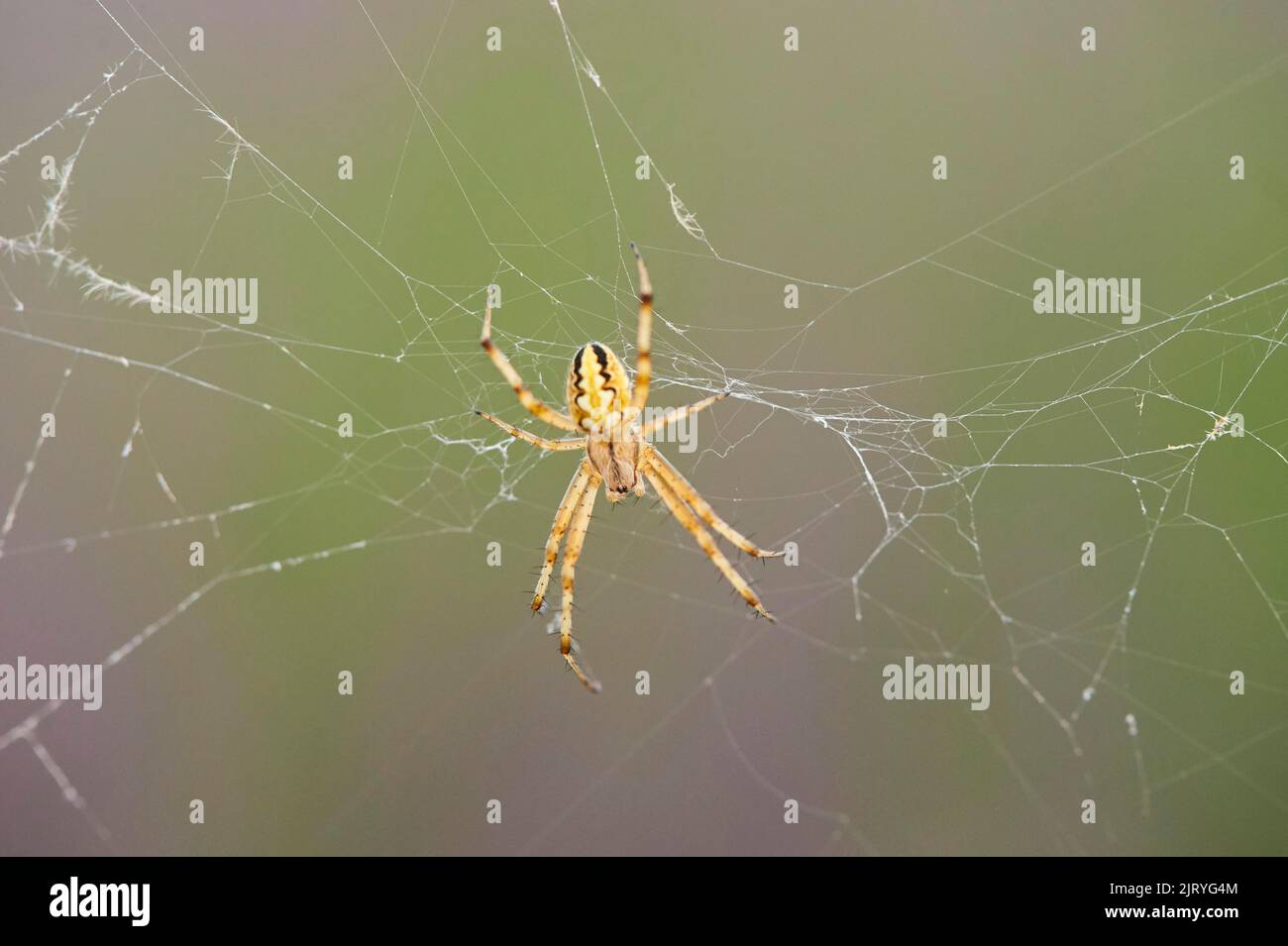 Bordered Orb-weaver (Neoscona adianta) spider in a true lavender ...