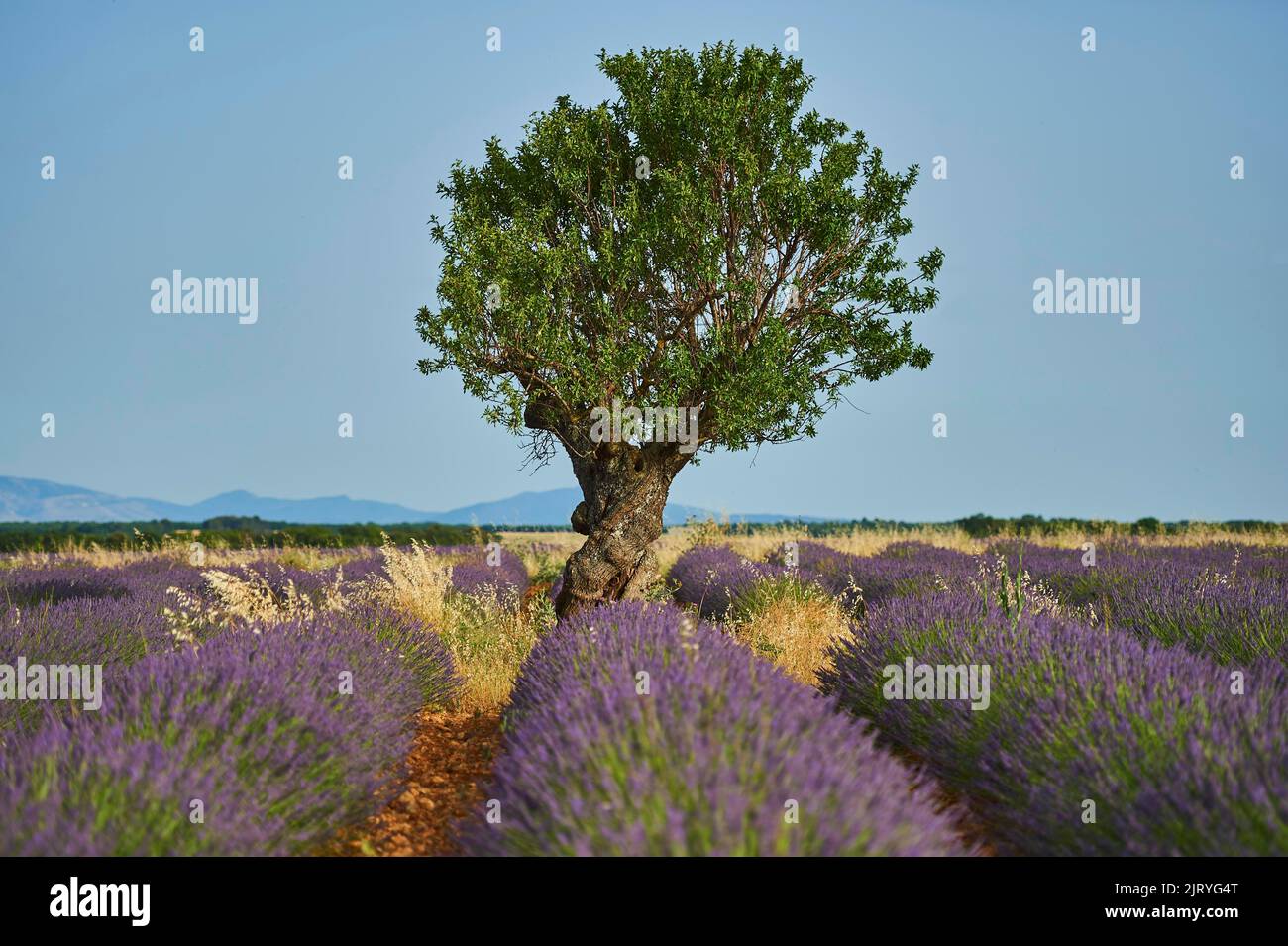 Tree growing next to True lavender (Lavandula angustifolia) fields near ...