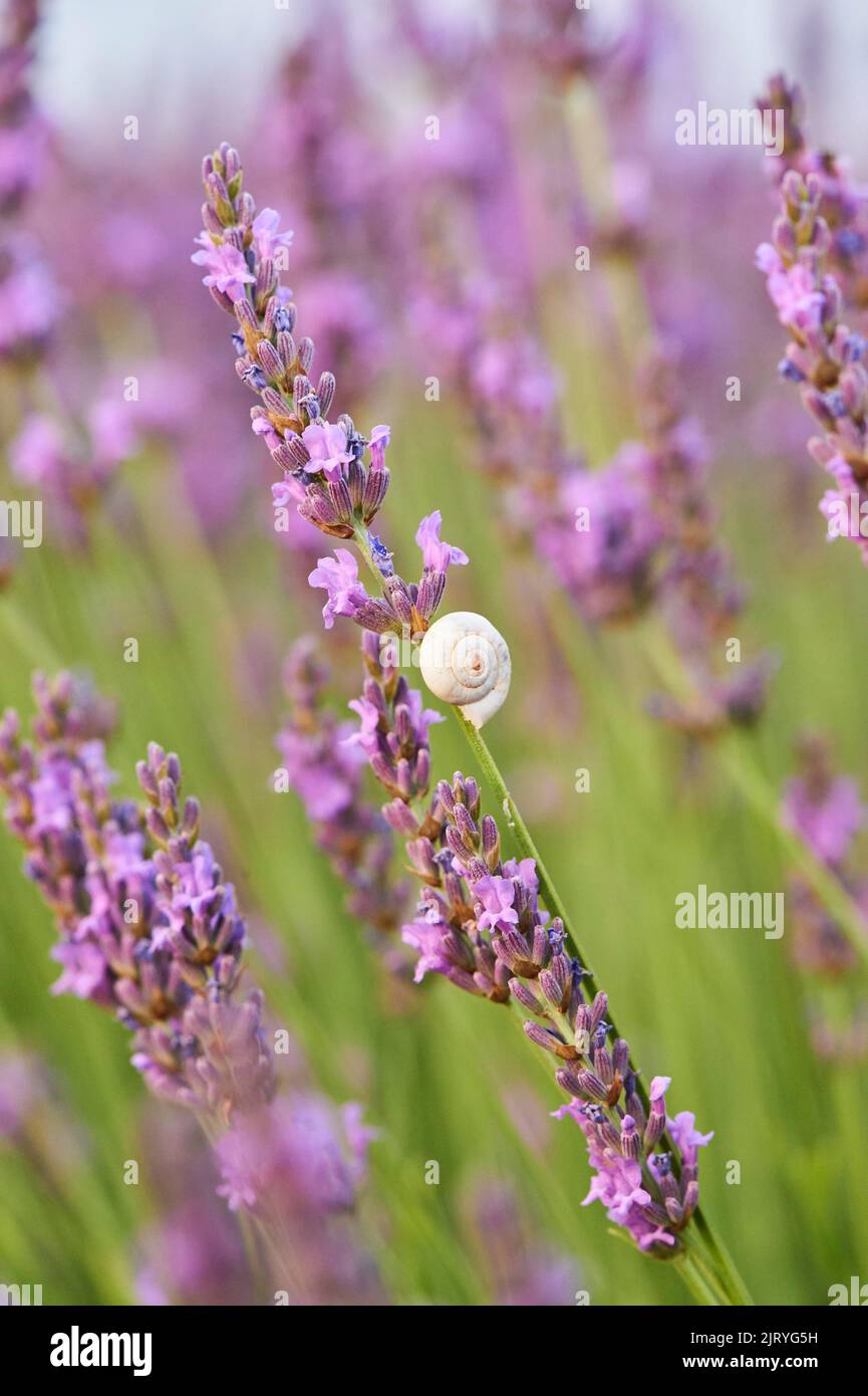White garden snail (Theba pisana) on a true lavender (Lavandula ...