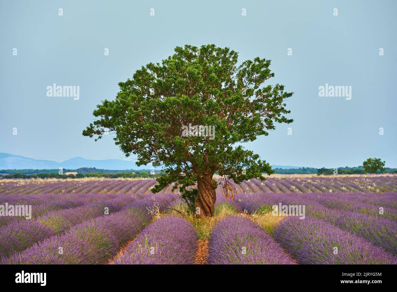 Tree growing next to True lavender (Lavandula angustifolia) fields near ...