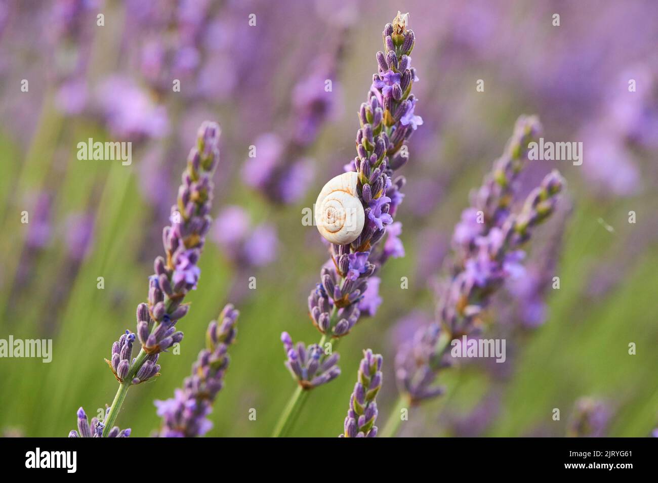 White garden snail hi-res stock photography and images - Alamy