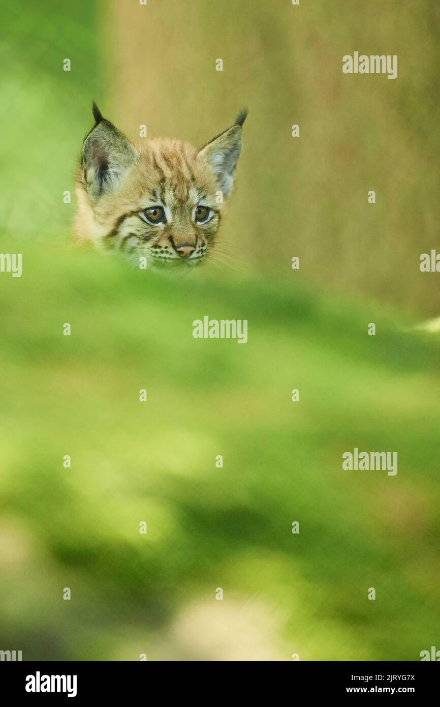 Eurasian lynx (Lynx lynx) youngsters water, Bavaria, Germany Stock ...