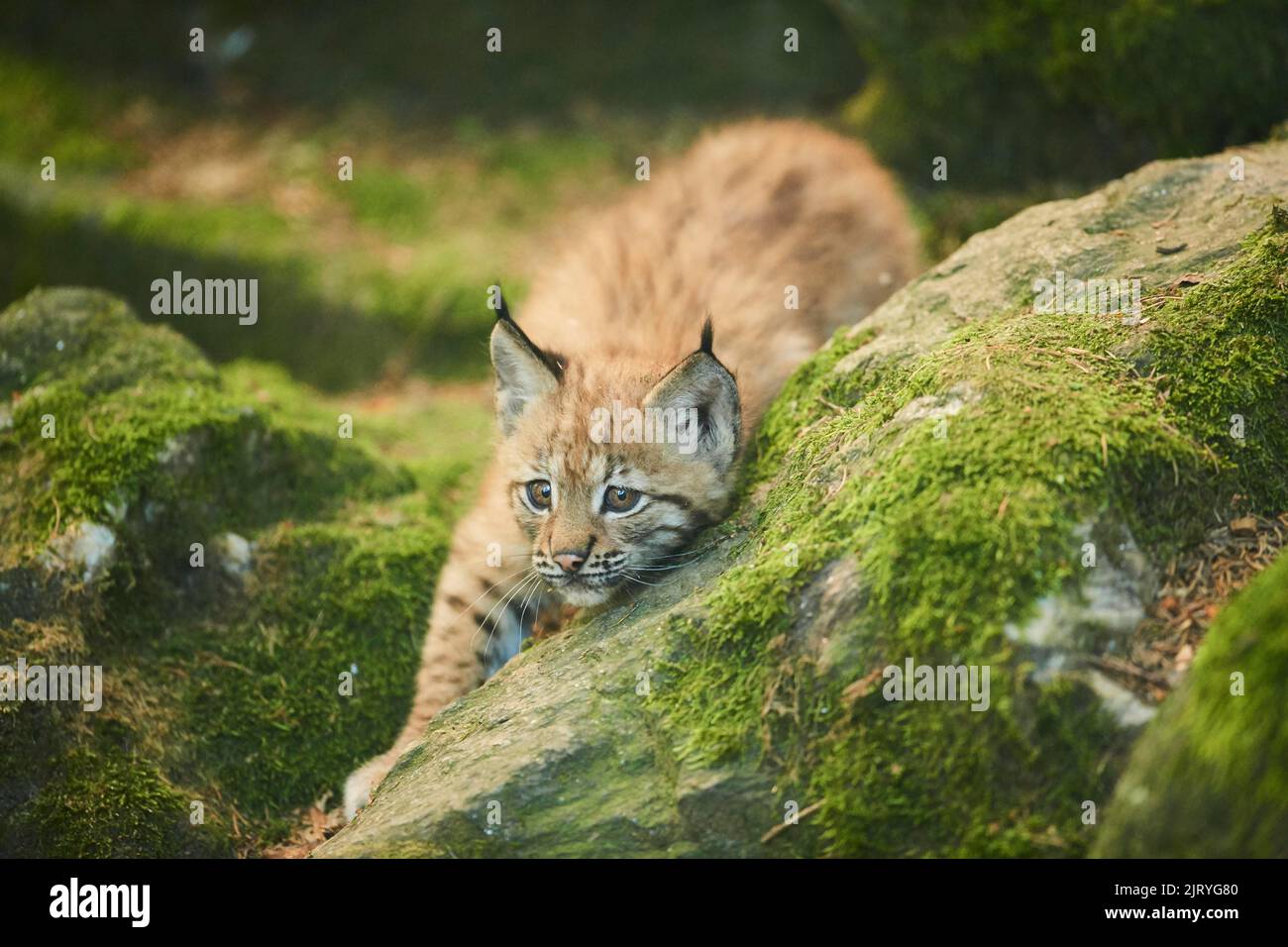 Eurasian lynx (Lynx lynx) youngsters water, Bavaria, Germany Stock ...