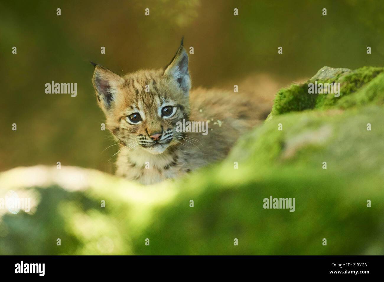 Eurasian lynx (Lynx lynx) youngsters water, Bavaria, Germany Stock ...