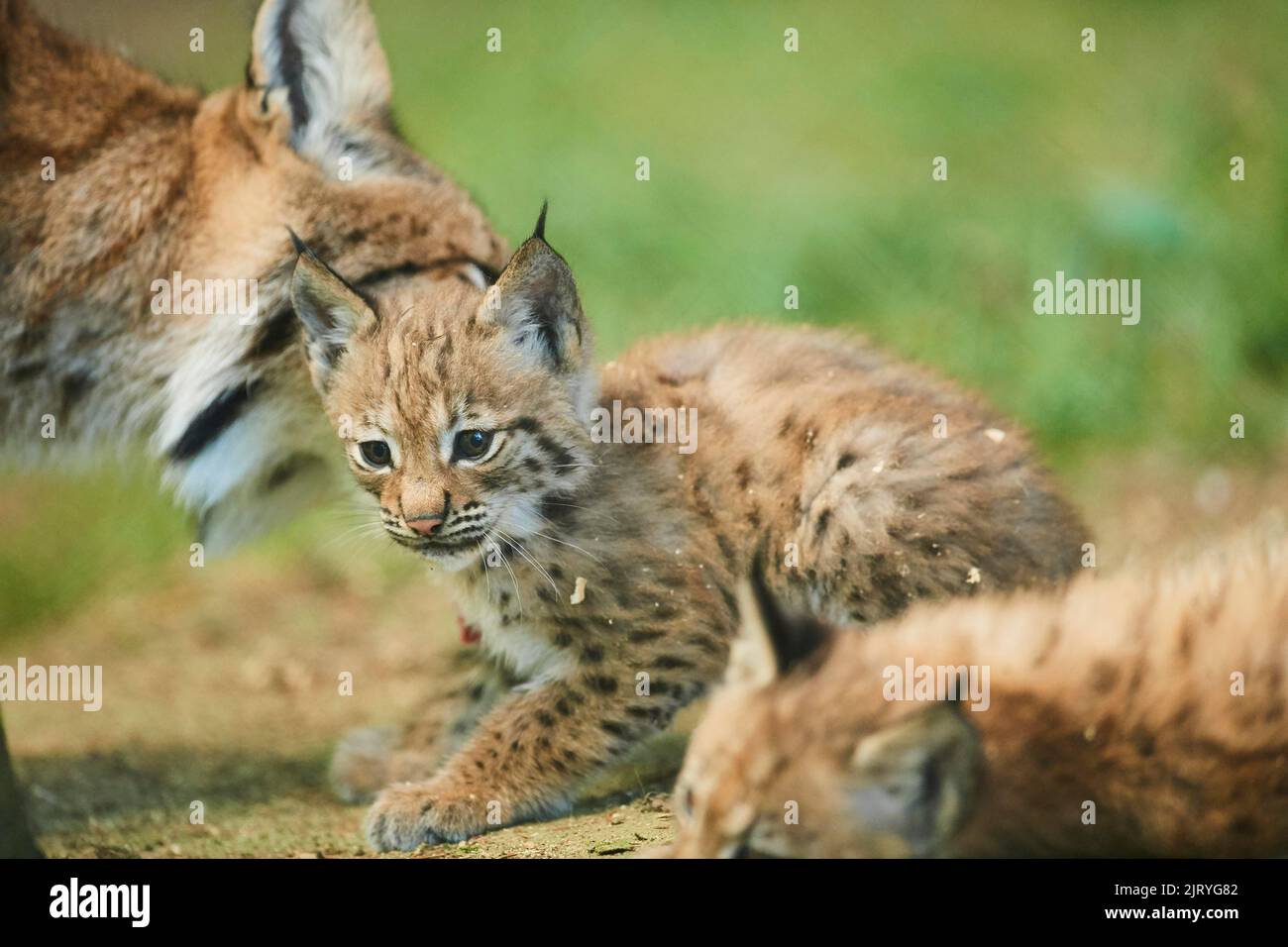Eurasian lynx (Lynx lynx) mother with her youngster water, Bavaria ...