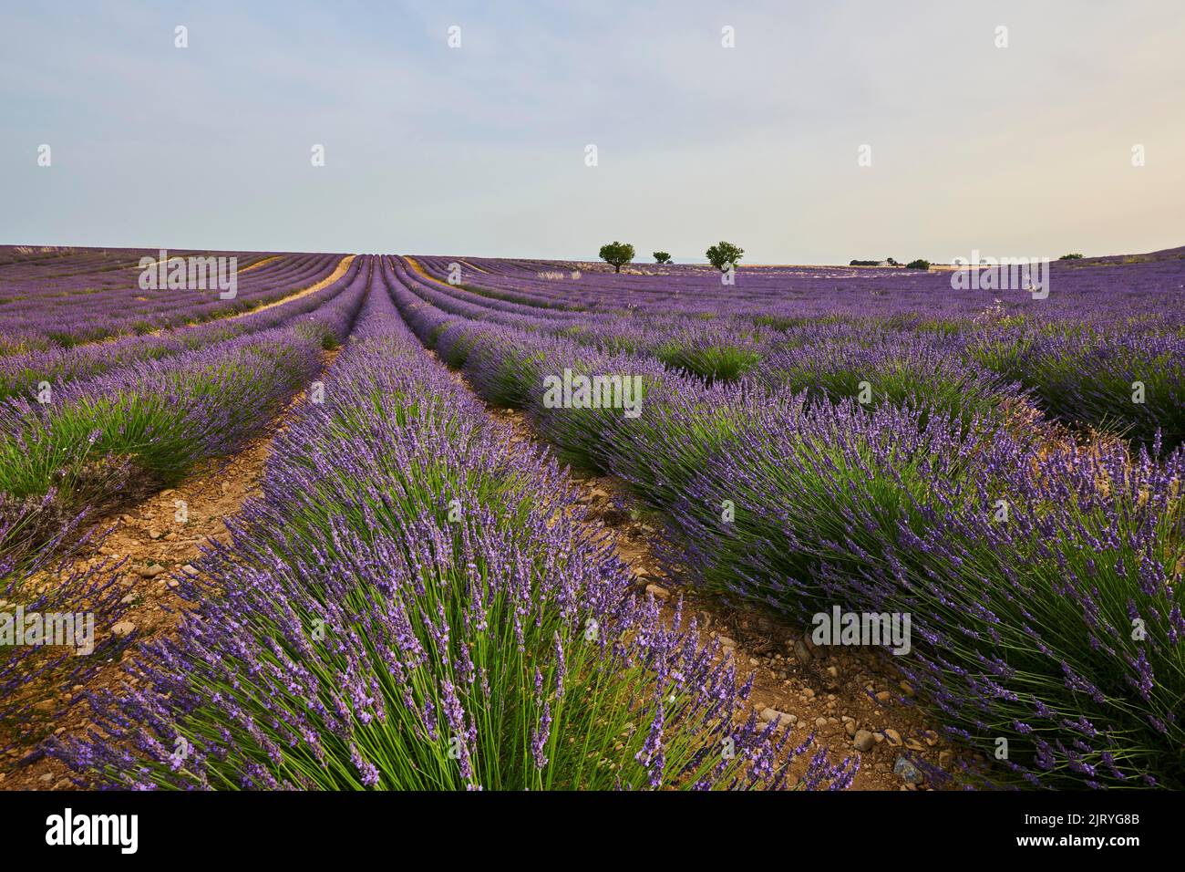 True lavender (Lavandula angustifolia) field near Valensole, Provance ...