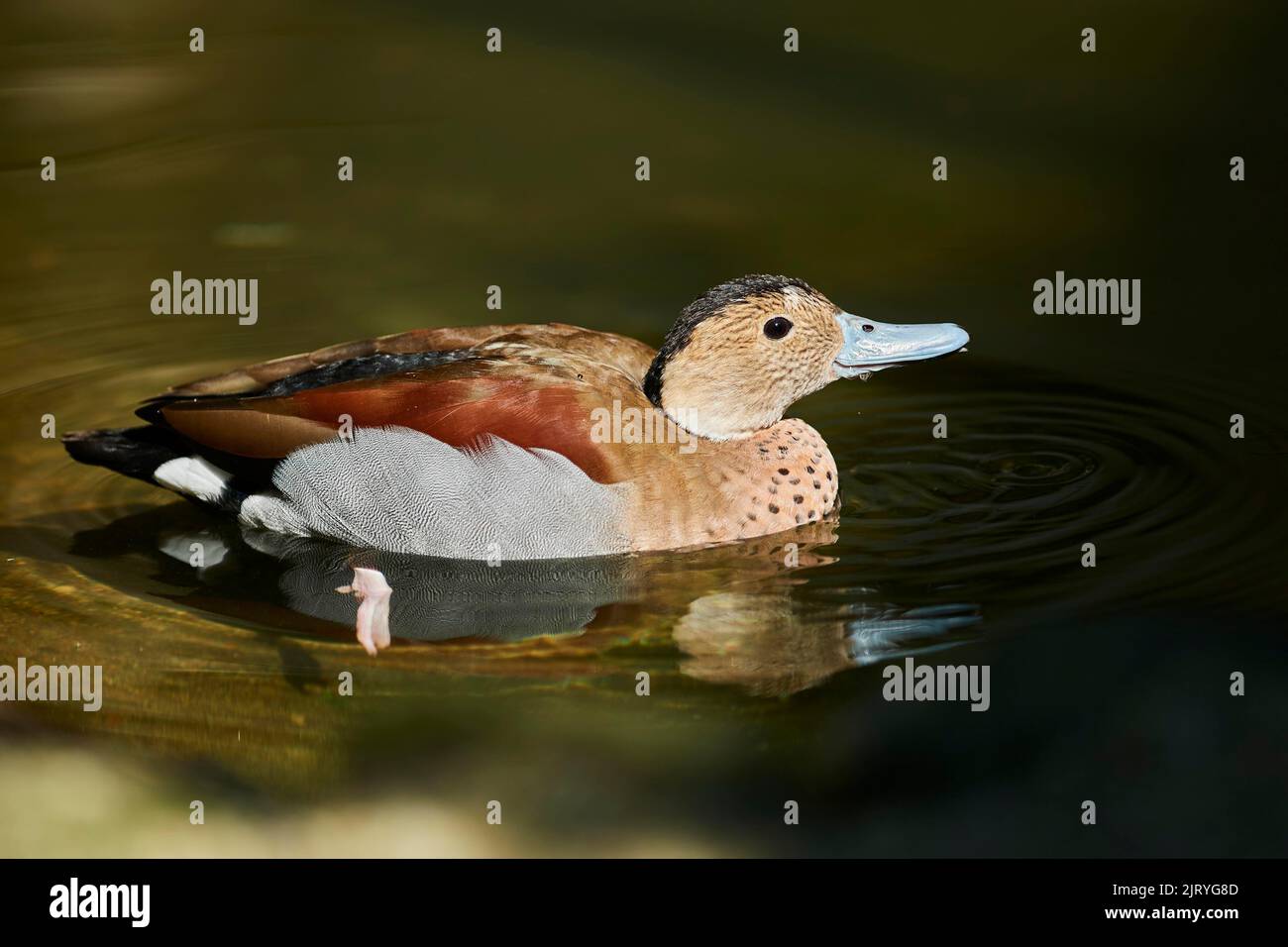Ringed teal (Callonetta leucophrys) swimming in a little lake, Bavaria, germany Stock Photo - Alamy