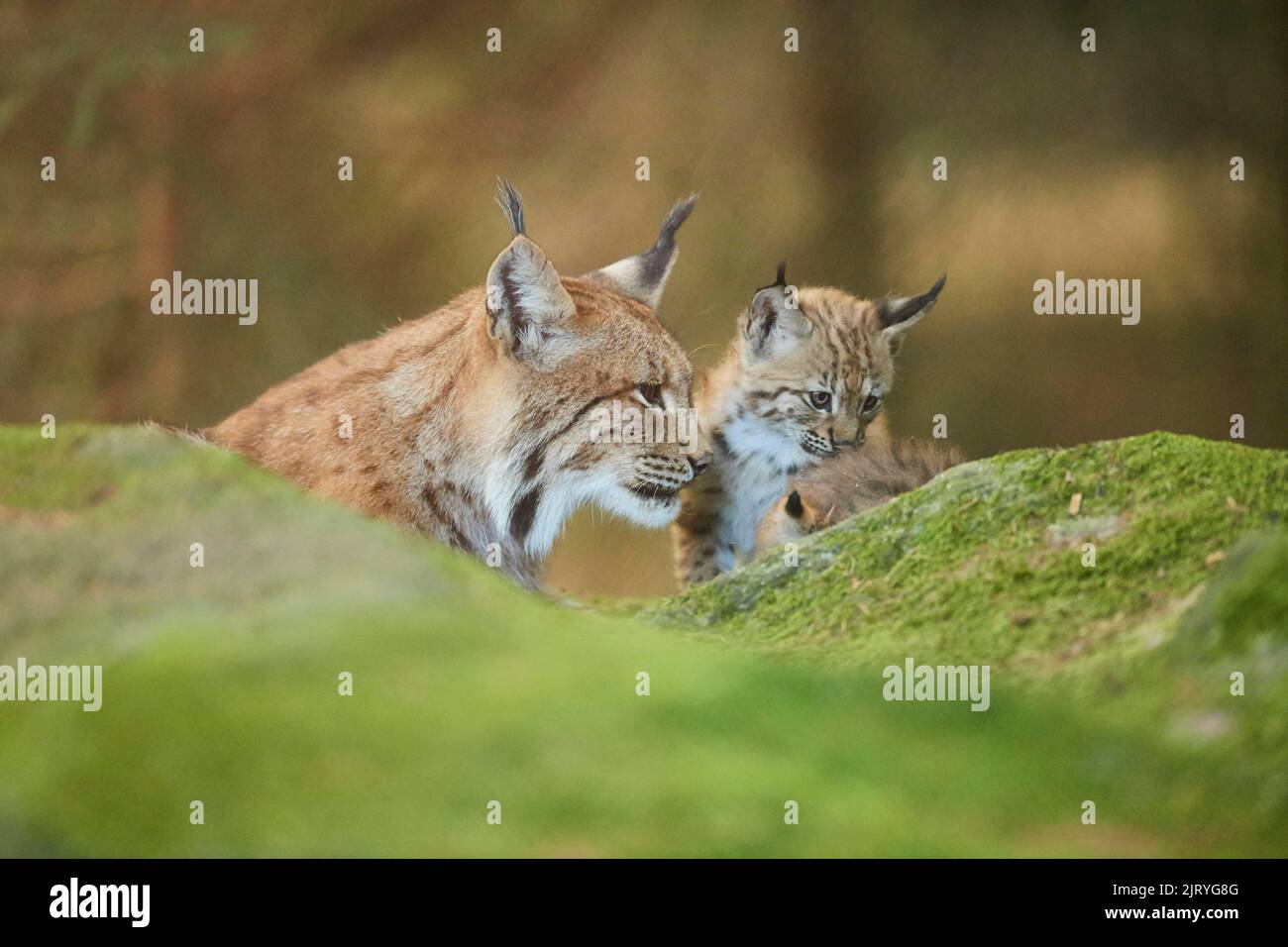 Eurasian lynx (Lynx lynx) mother with her youngster water, Bavaria ...