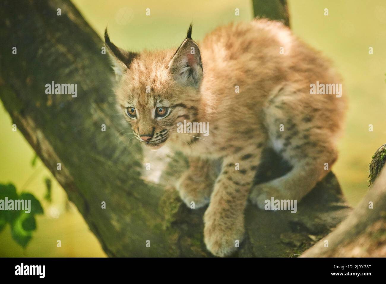 Eurasian lynx (Lynx lynx) youngsters water, Bavaria, Germany Stock ...