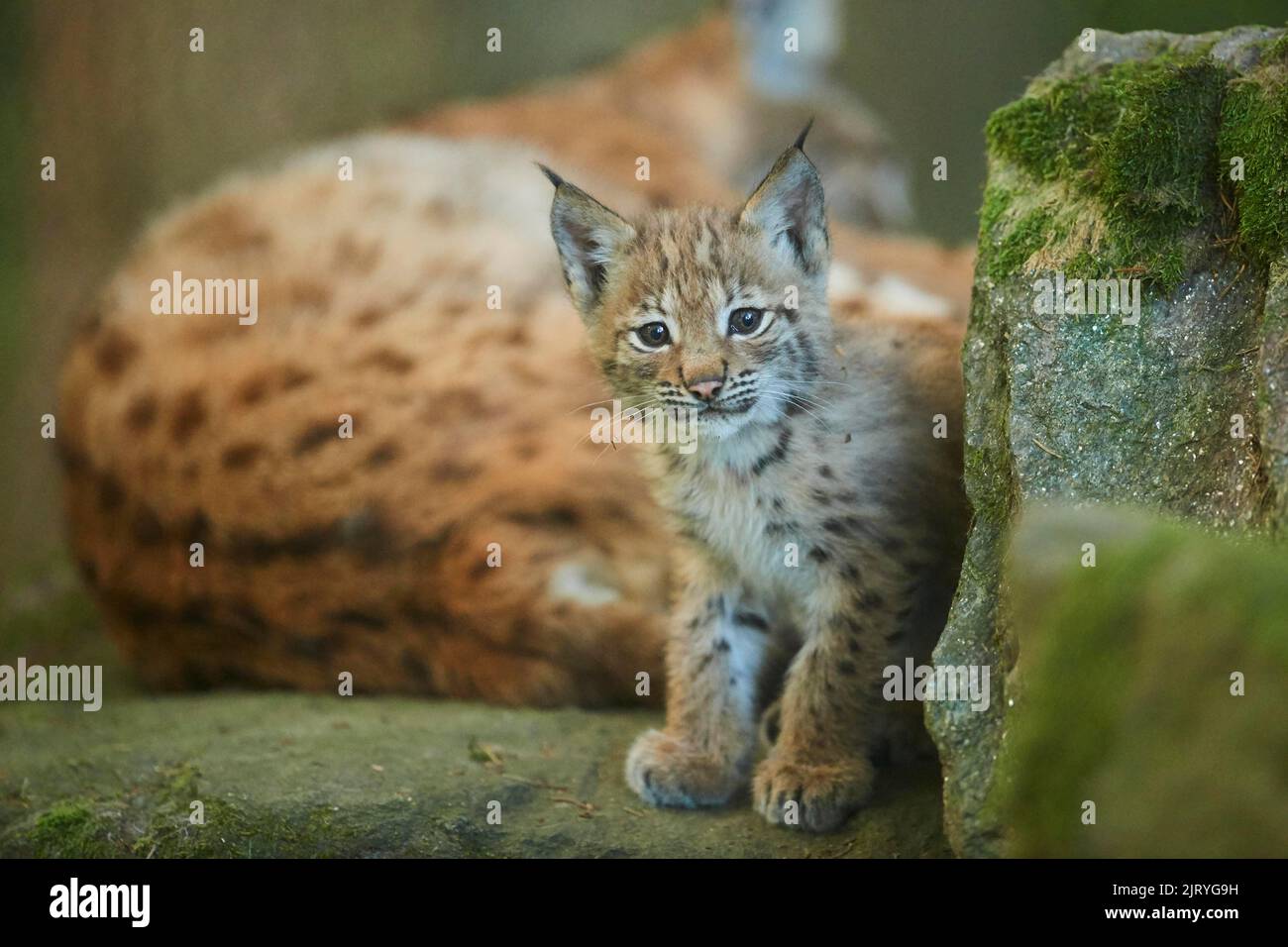 Eurasian lynx (Lynx lynx) youngsters water, Bavaria, Germany Stock ...