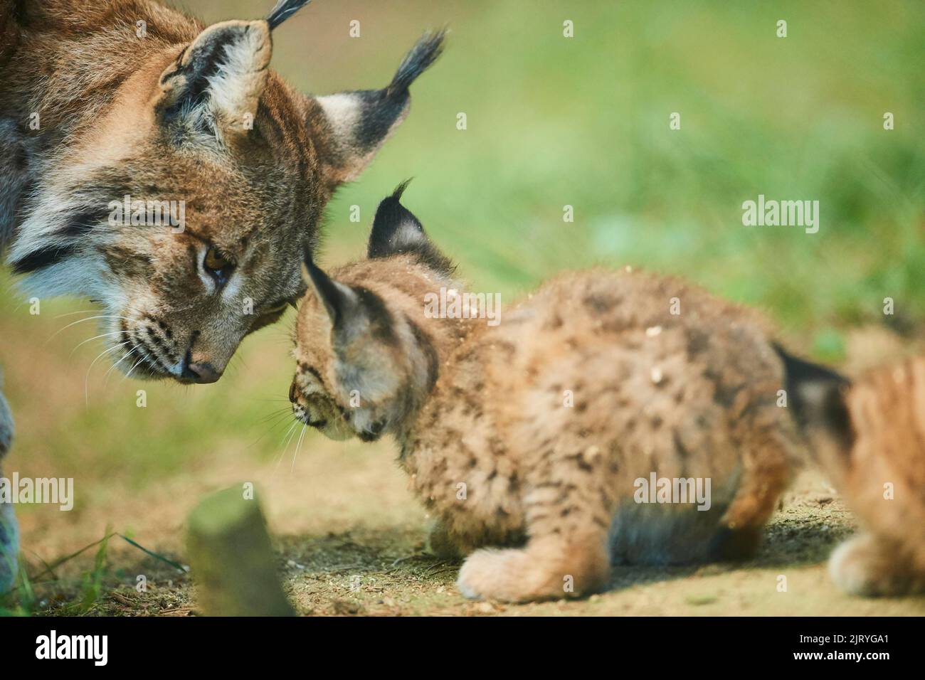 Eurasian lynx (Lynx lynx) mother with her youngster water, Bavaria ...