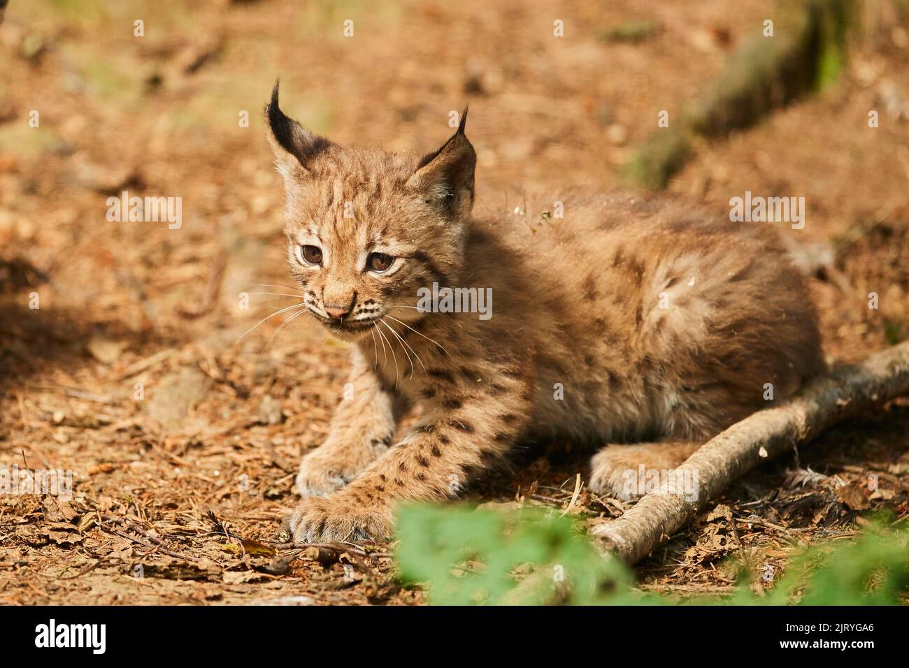 Eurasian lynx (Lynx lynx) youngsters water, Bavaria, Germany Stock ...