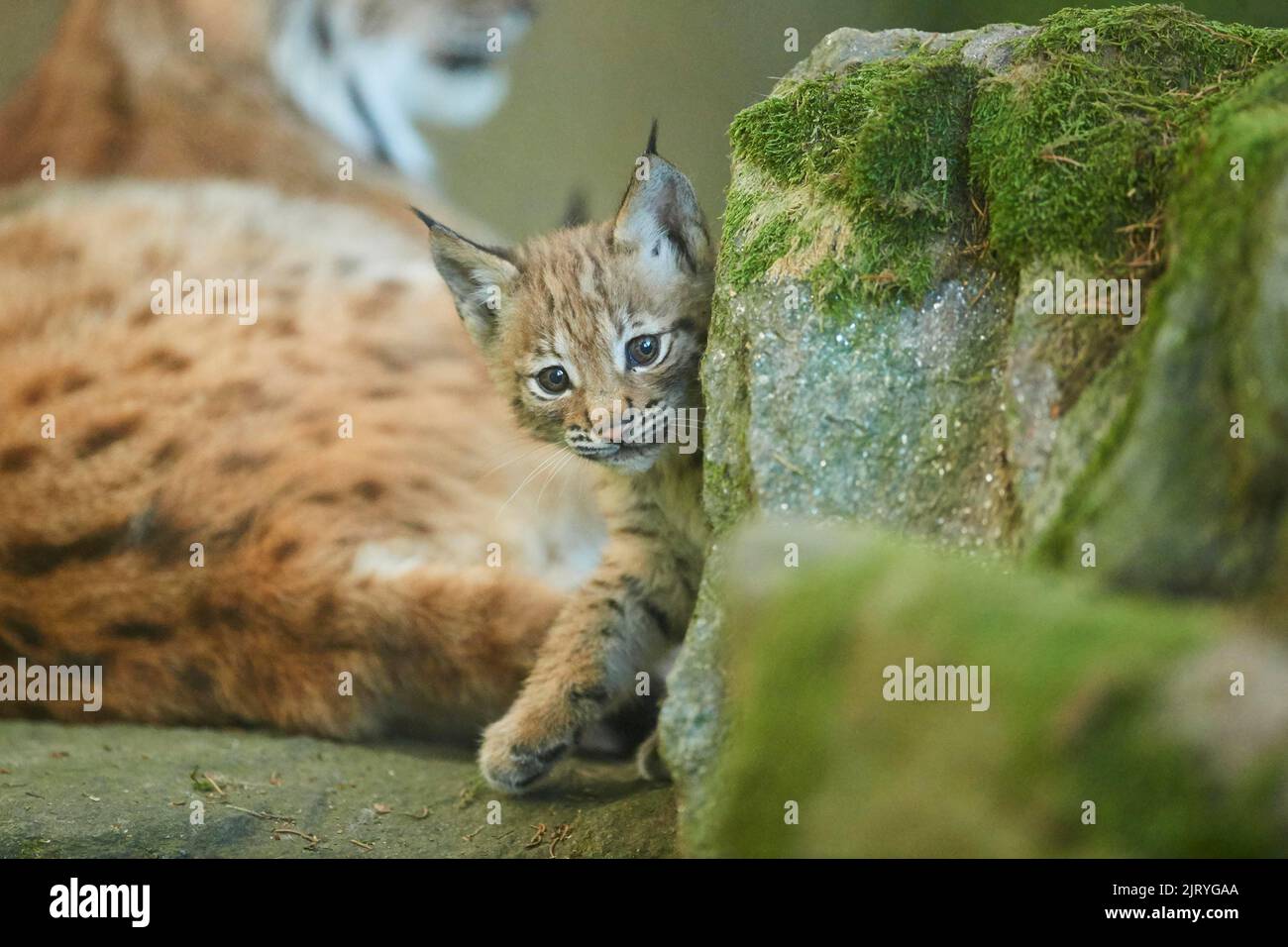 Eurasian lynx (Lynx lynx) youngster water, Bavaria, Germany Stock Photo ...
