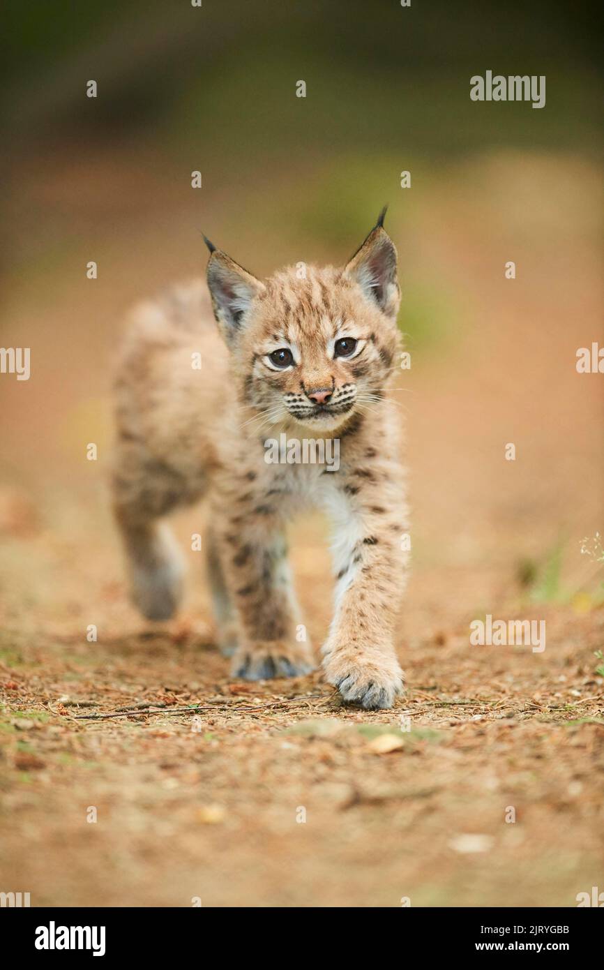 Eurasian lynx (Lynx lynx) youngster water, Bavaria, Germany Stock Photo ...