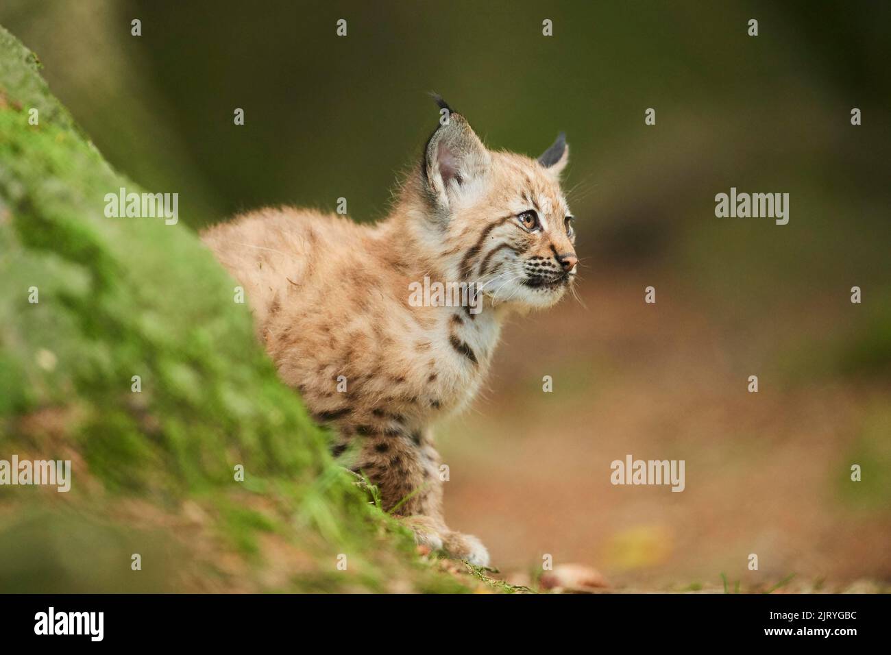 Eurasian lynx (Lynx lynx) youngster water, Bavaria, Germany Stock Photo ...