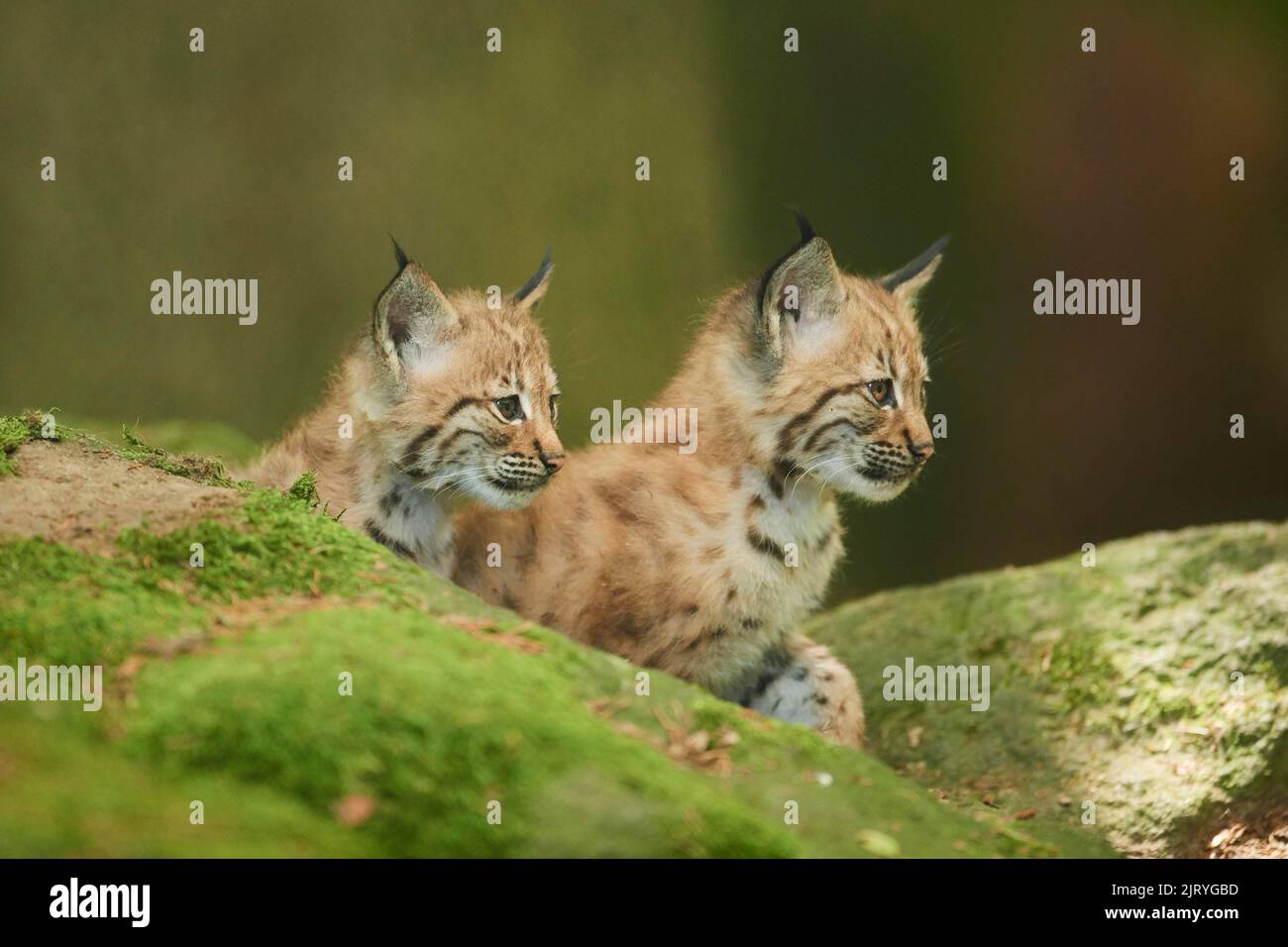 Eurasian lynx (Lynx lynx) youngsters water, Bavaria, Germany Stock ...