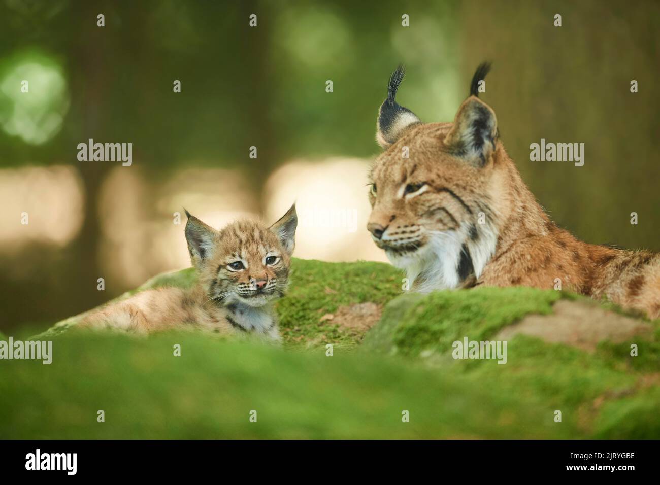 Eurasian lynx (Lynx lynx) mother with her youngster water, Bavaria ...
