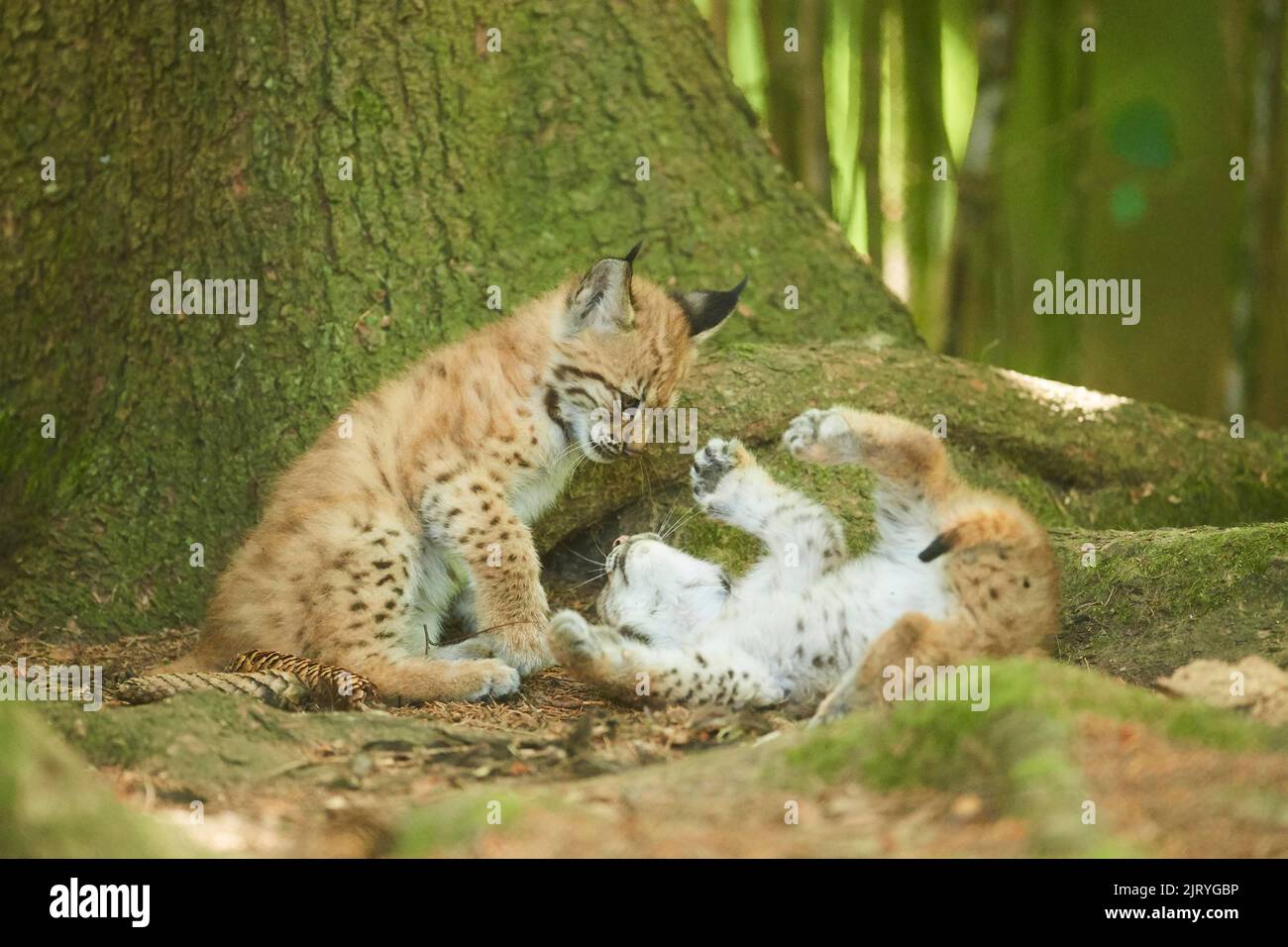 Eurasian lynx (Lynx lynx) youngsters water, Bavaria, Germany Stock ...