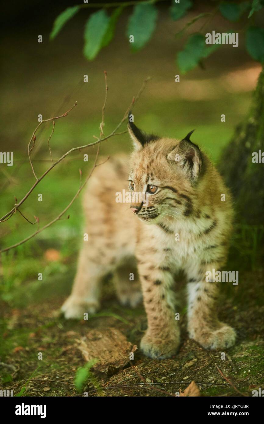 Eurasian lynx (Lynx lynx) youngster water, Bavaria, Germany Stock Photo ...