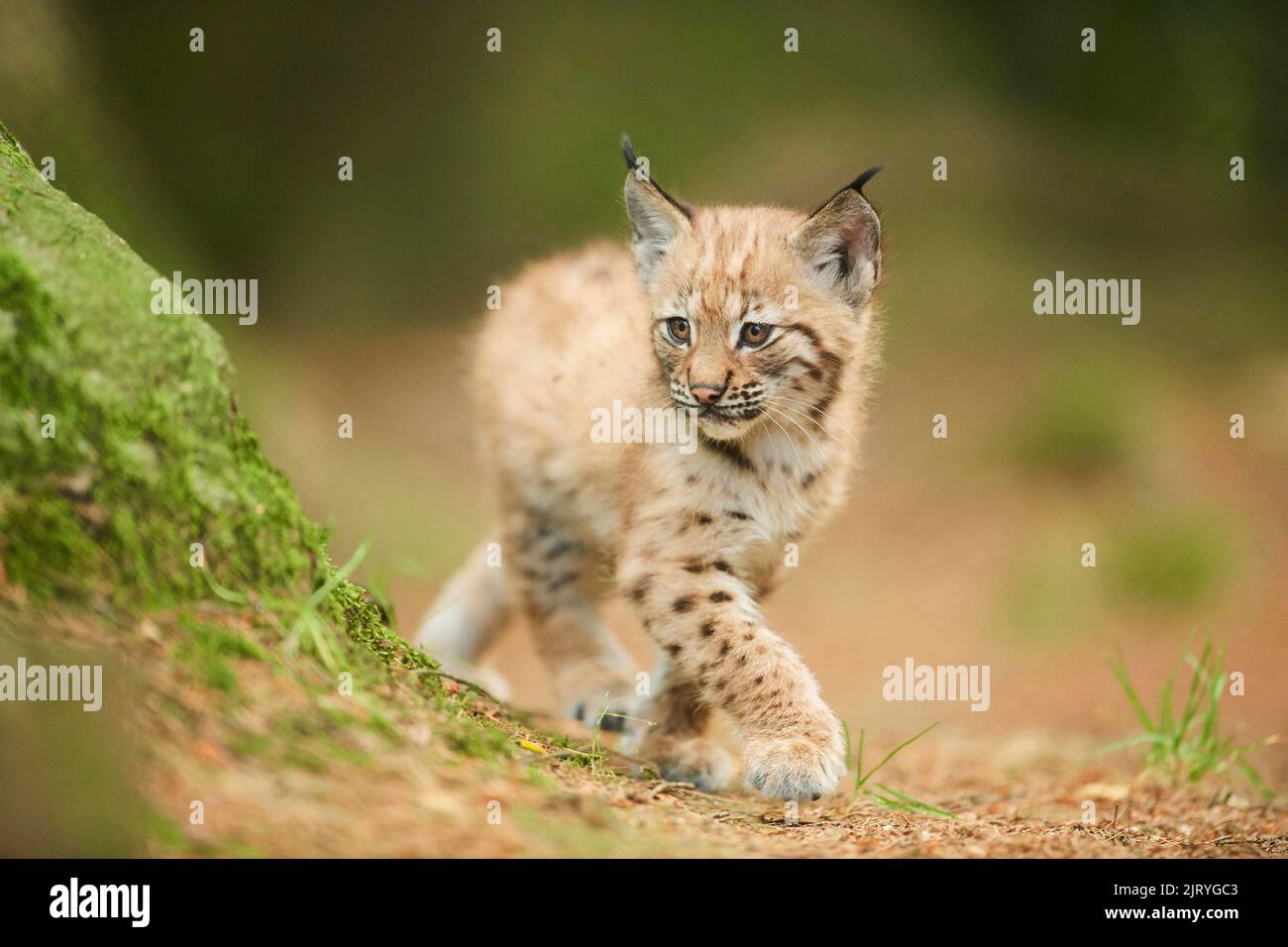 Eurasian lynx (Lynx lynx) youngster water, Bavaria, Germany Stock Photo ...