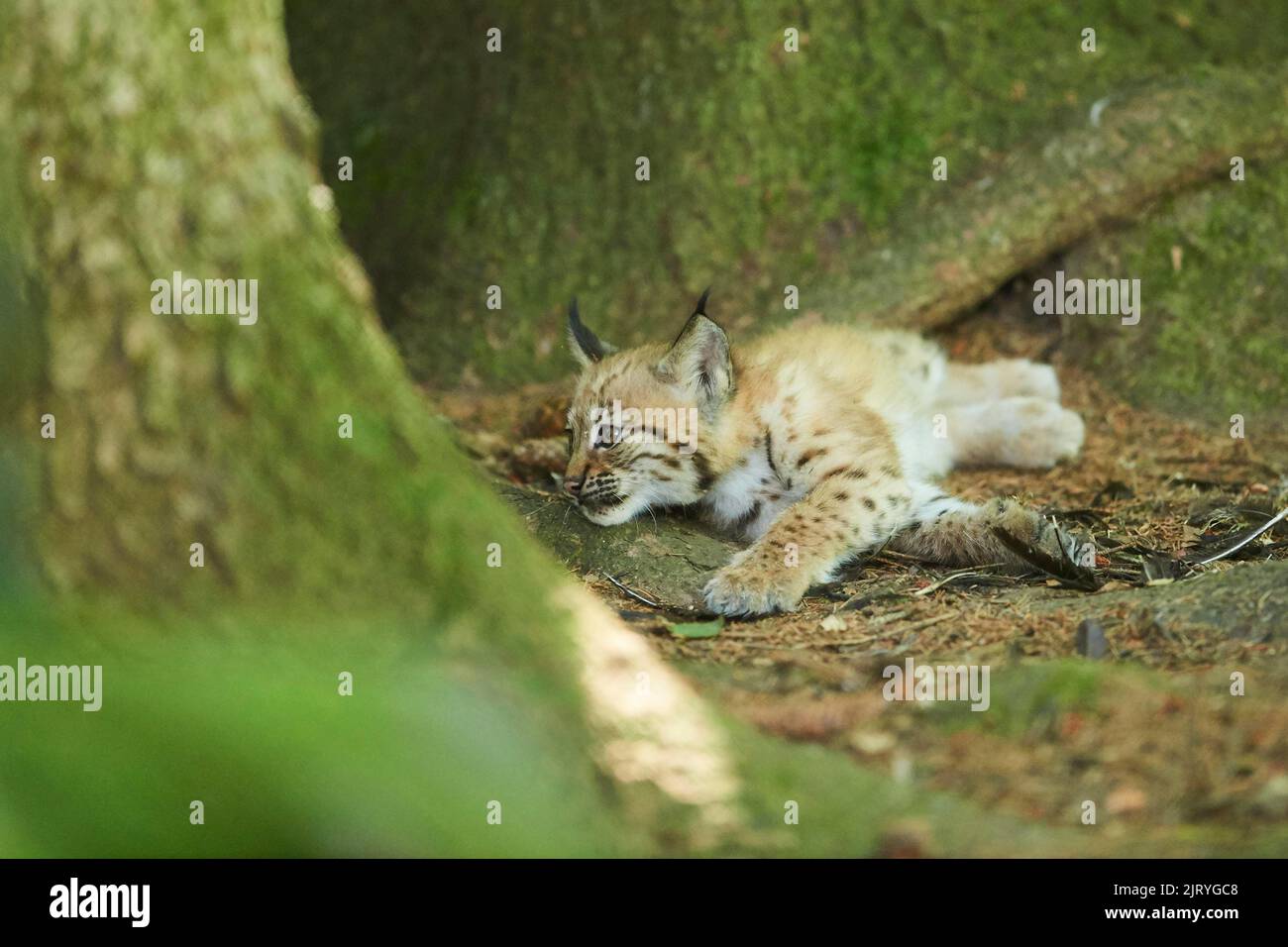 Eurasian lynx (Lynx lynx) youngster water, Bavaria, Germany Stock Photo ...