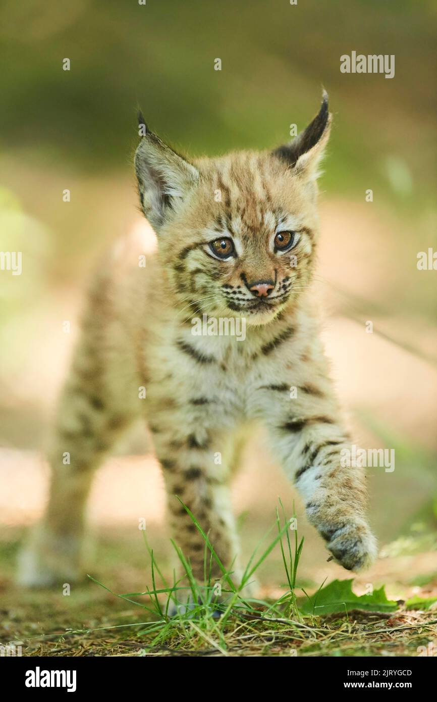 Eurasian lynx (Lynx lynx) youngster water, Bavaria, Germany Stock Photo ...