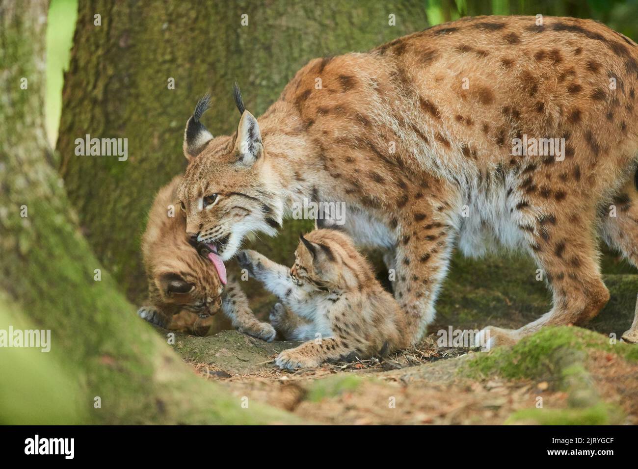 Eurasian lynx (Lynx lynx) mother with her youngsters water, Bavaria ...