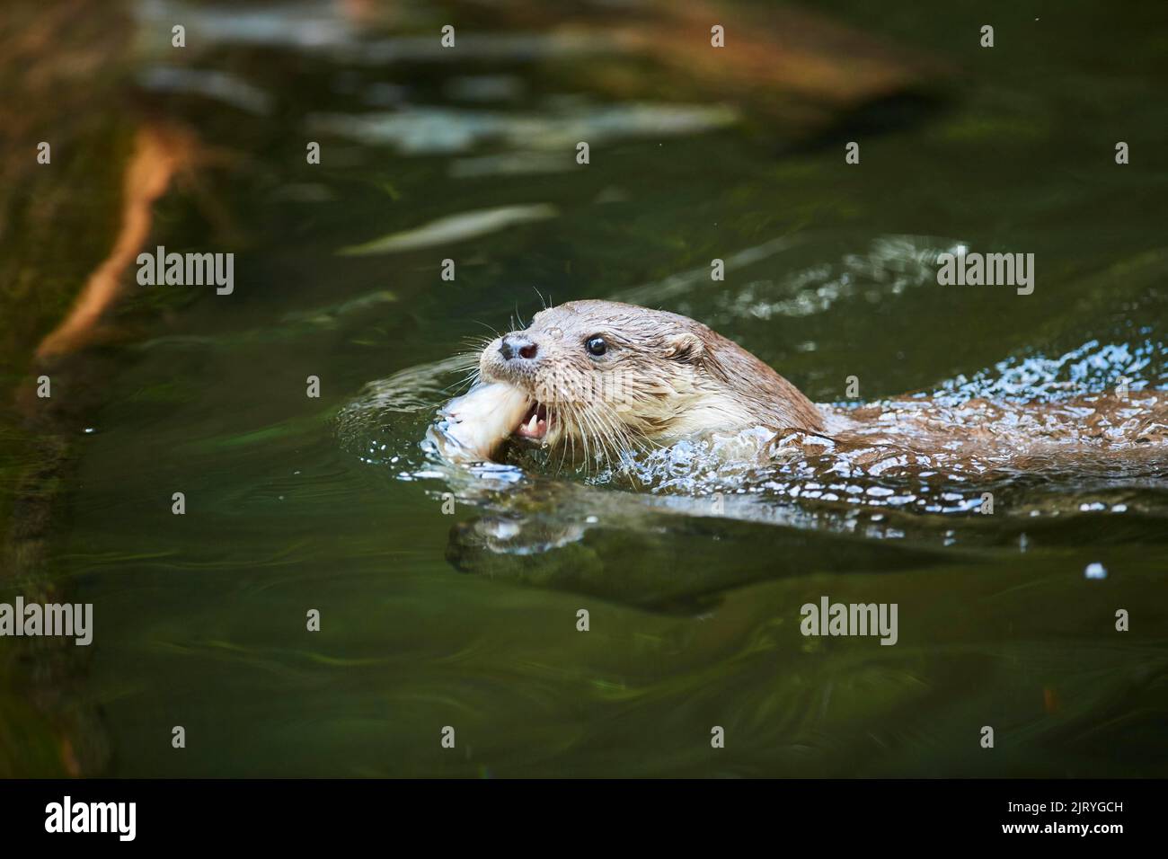 Eurasian otter (Lutra lutra), swimming in the water with a fish ...
