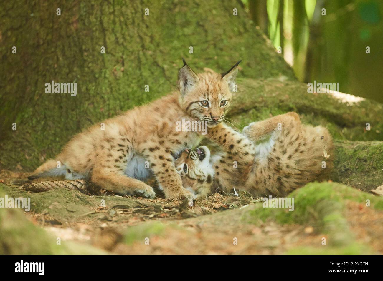 Eurasian lynx (Lynx lynx) youngsters water, Bavaria, Germany Stock ...