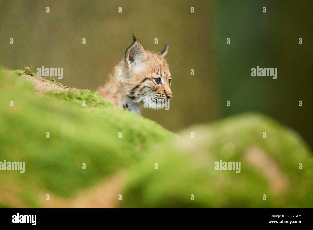 Eurasian lynx (Lynx lynx) youngster water, Bavaria, Germany Stock Photo ...