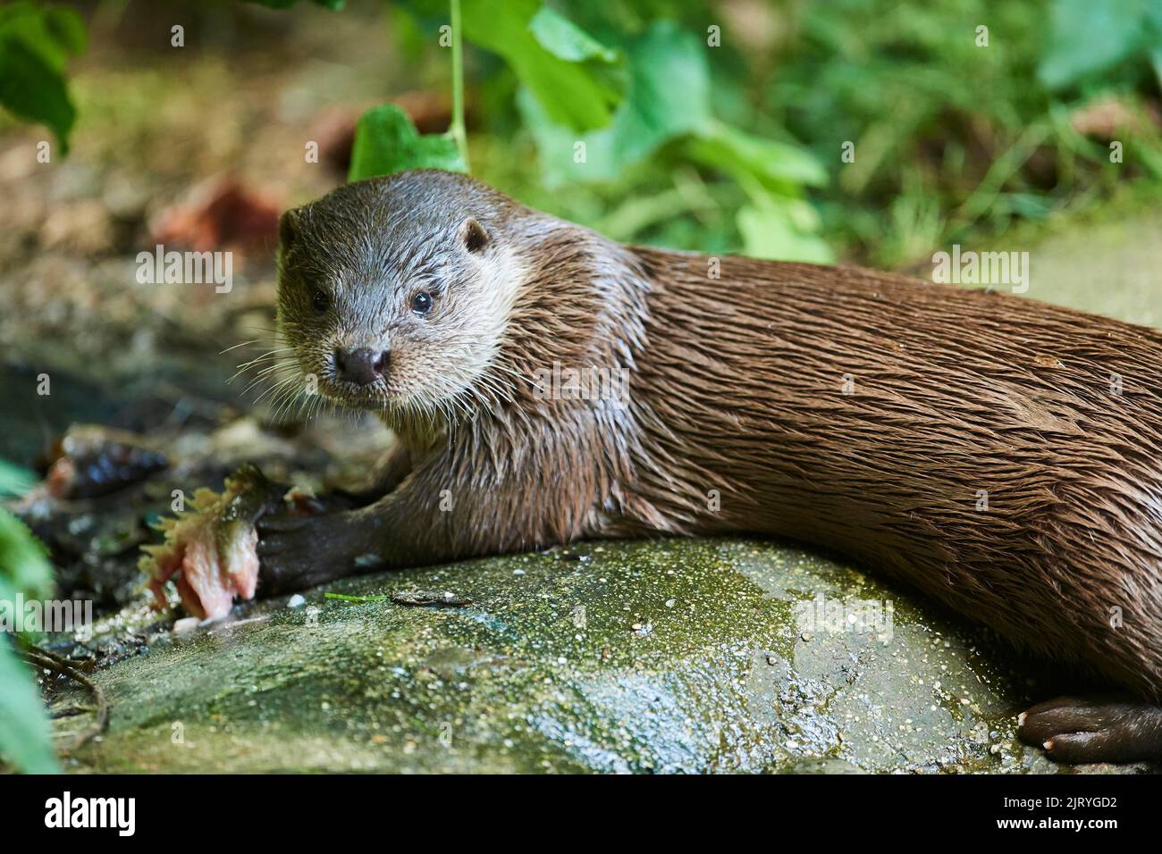Eurasian otter (Lutra lutra), eating a fish, Bavaria, Germany Stock ...