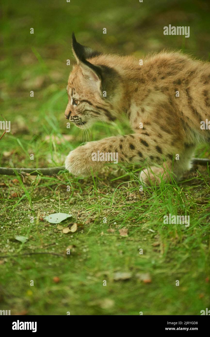 Eurasian lynx (Lynx lynx) youngster water, Bavaria, Germany Stock Photo ...