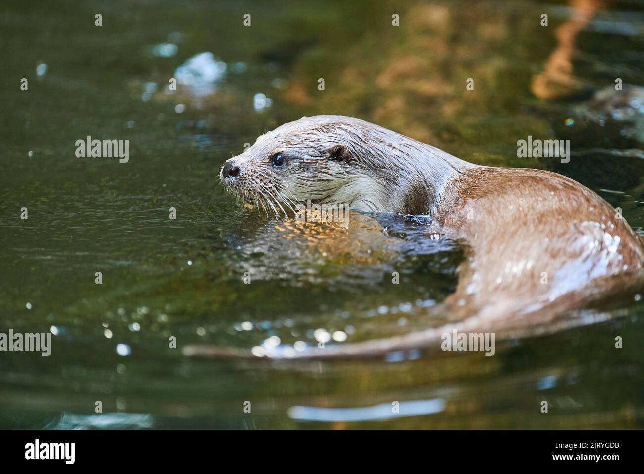 Eurasian otter (Lutra lutra), in the water, Bavaria, Germany Stock ...