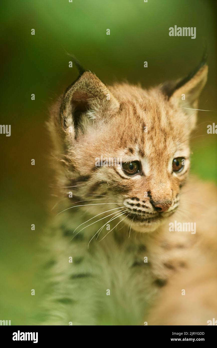 Eurasian lynx (Lynx lynx) youngster water, Bavaria, Germany Stock Photo ...