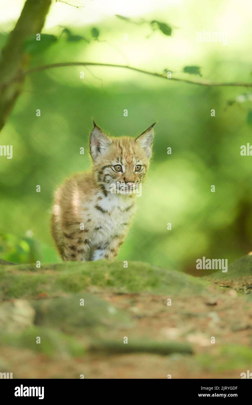 Eurasian lynx (Lynx lynx) youngster water, Bavaria, Germany Stock Photo ...