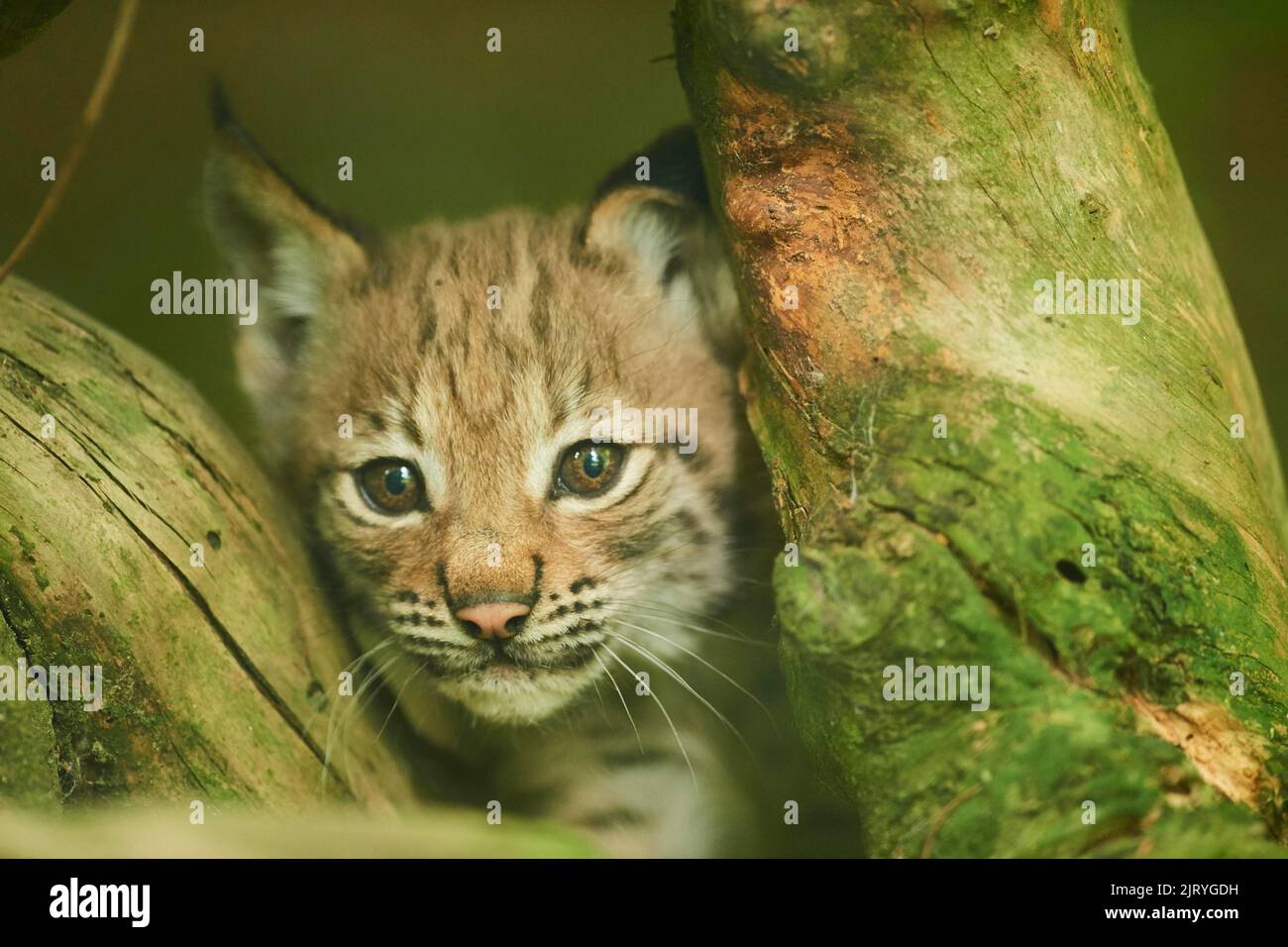 Eurasian lynx (Lynx lynx) youngster water, Bavaria, Germany Stock Photo ...