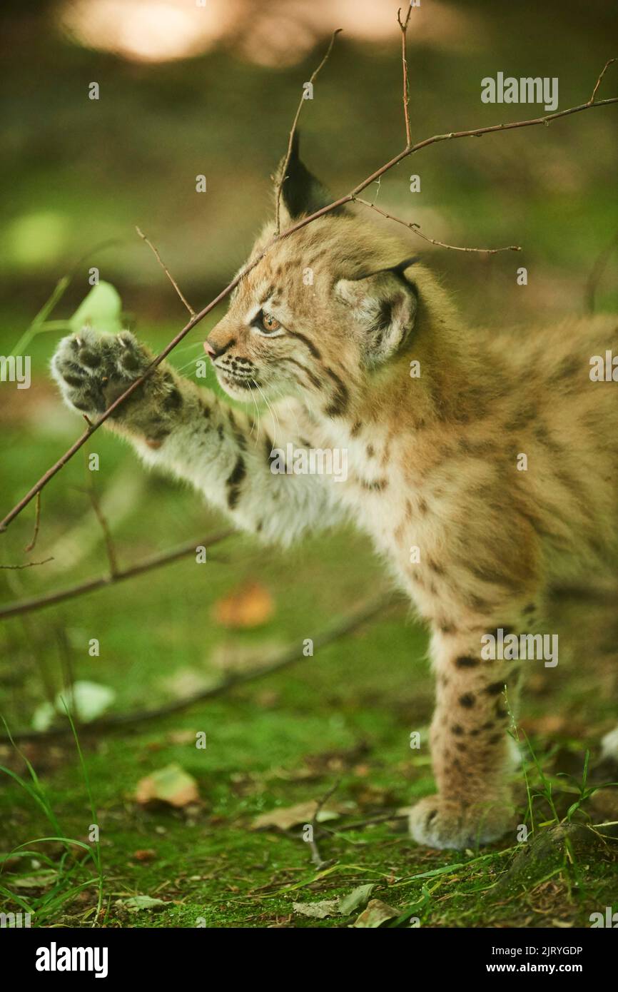 Eurasian lynx (Lynx lynx) youngster water, Bavaria, Germany Stock Photo ...