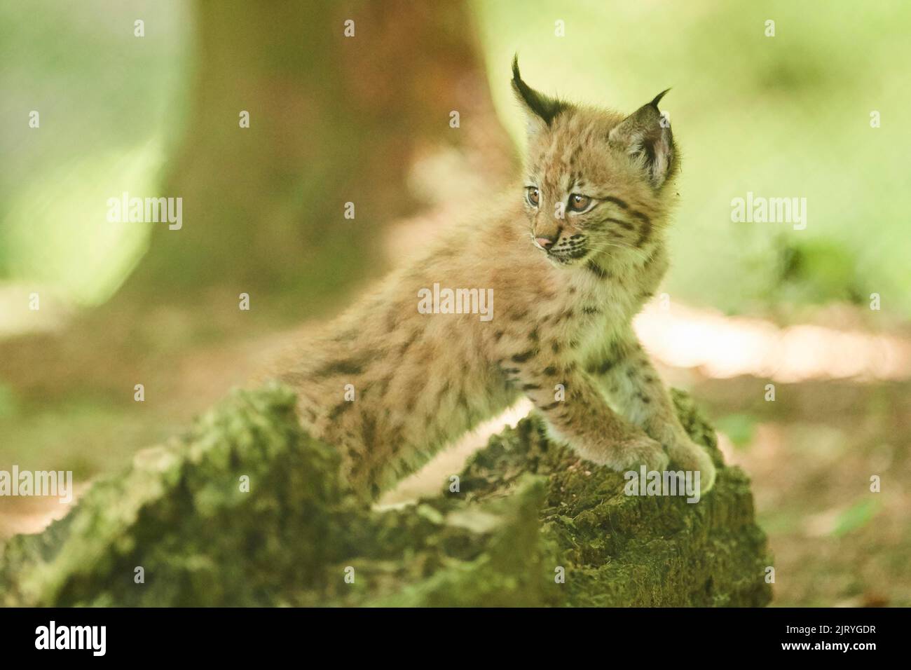 Eurasian lynx (Lynx lynx) youngster water, Bavaria, Germany Stock Photo ...