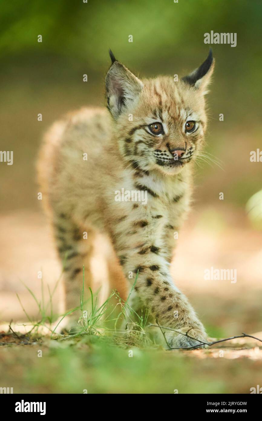 Eurasian lynx (Lynx lynx) youngster water, Bavaria, Germany Stock Photo ...