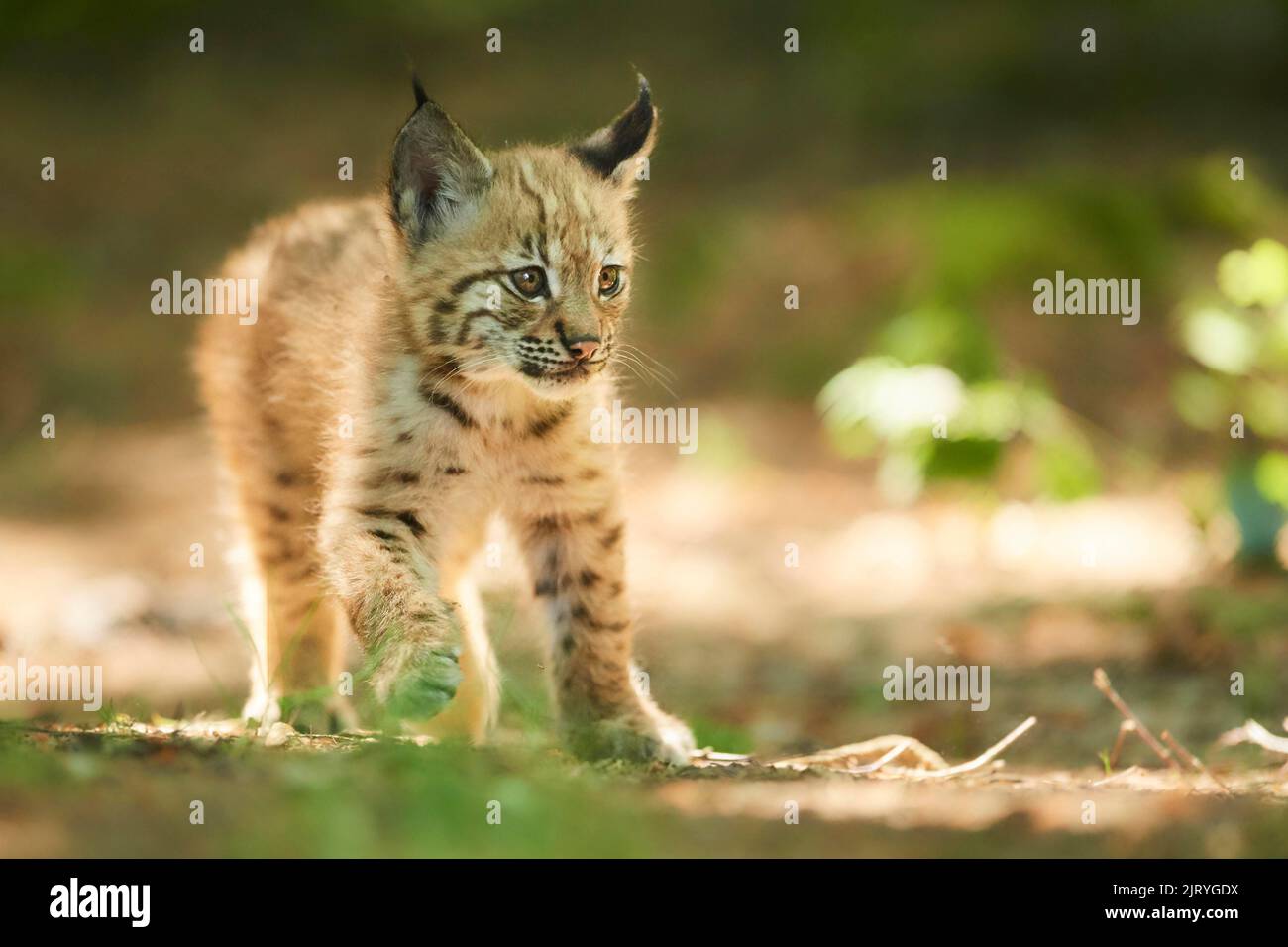 Eurasian lynx (Lynx lynx) youngster water, Bavaria, Germany Stock Photo ...