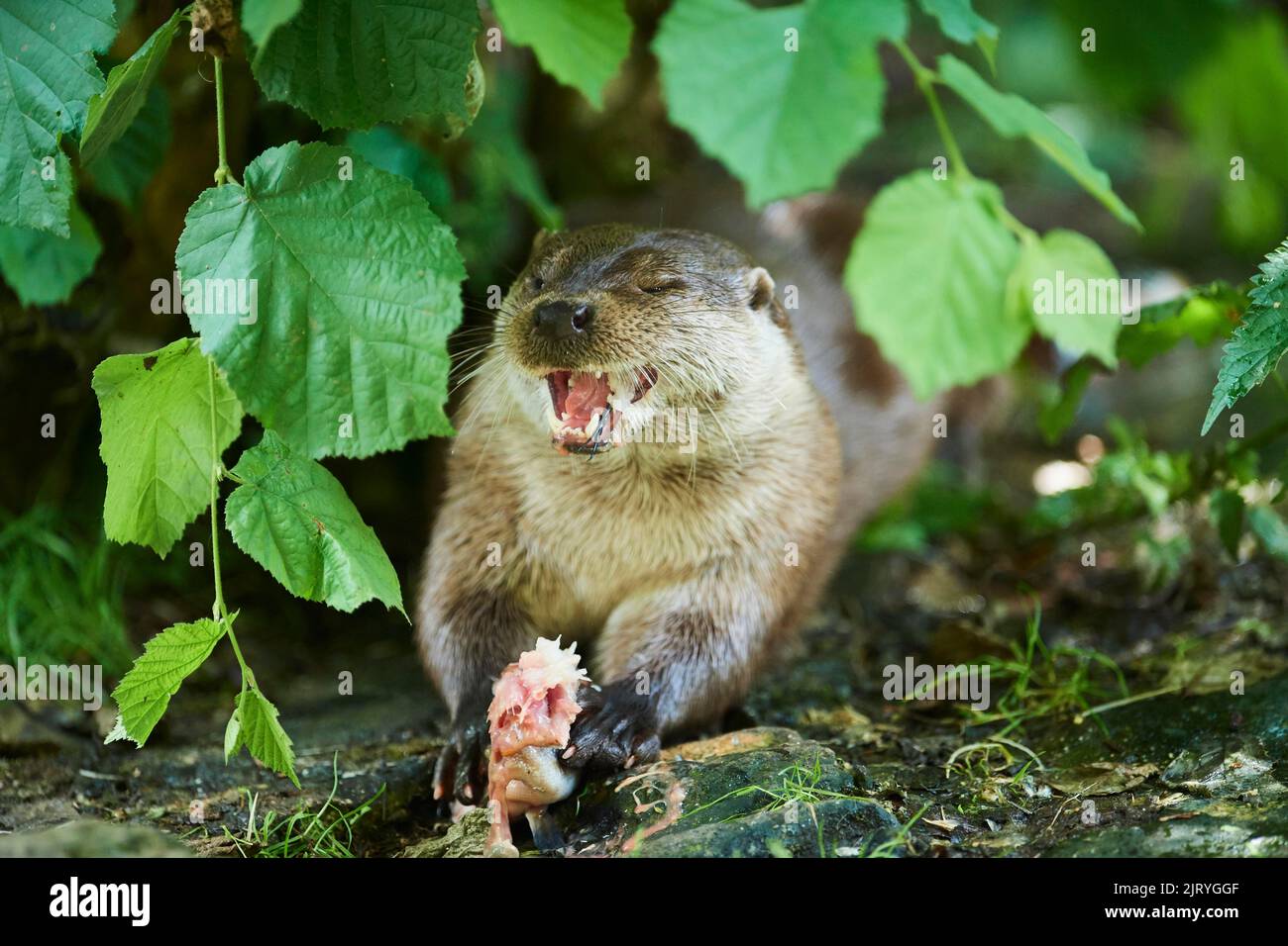 Eurasian otter (Lutra lutra), eating a fish, Bavaria, Germany Stock ...
