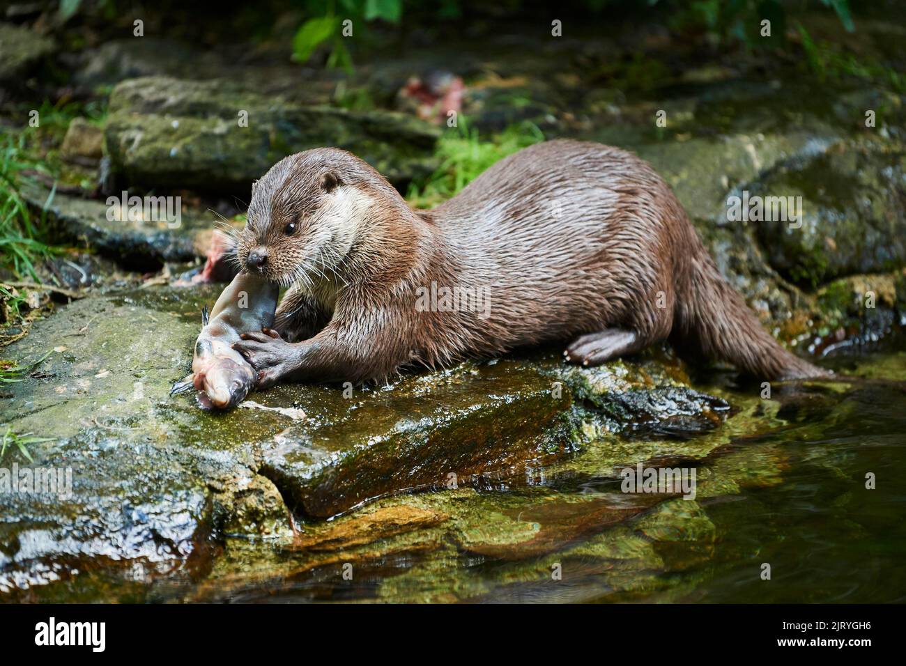 Eurasian otter (Lutra lutra), eating a fish, Bavaria, Germany Stock ...