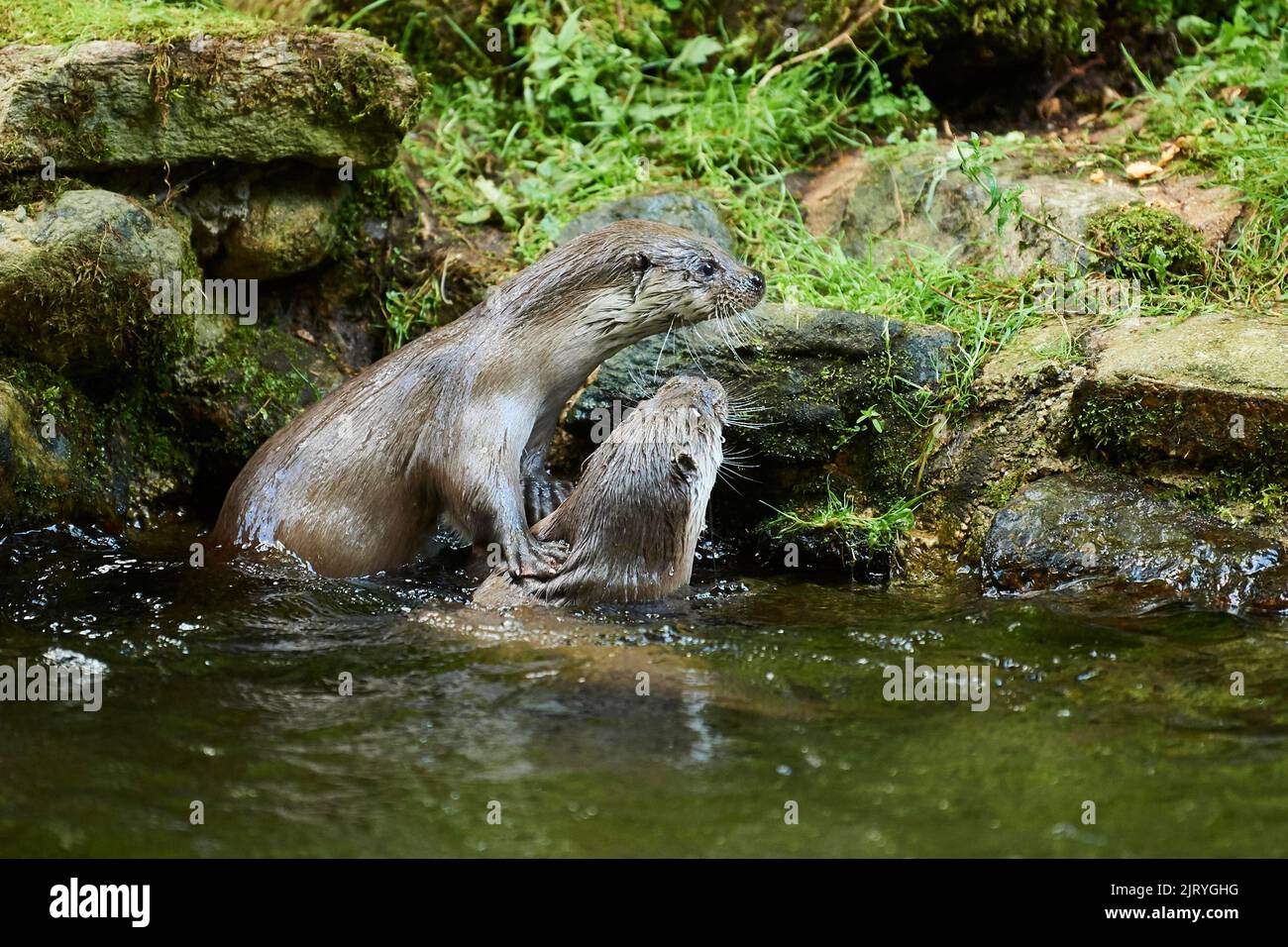Eurasian otter (Lutra lutra), playing with each other in the water ...