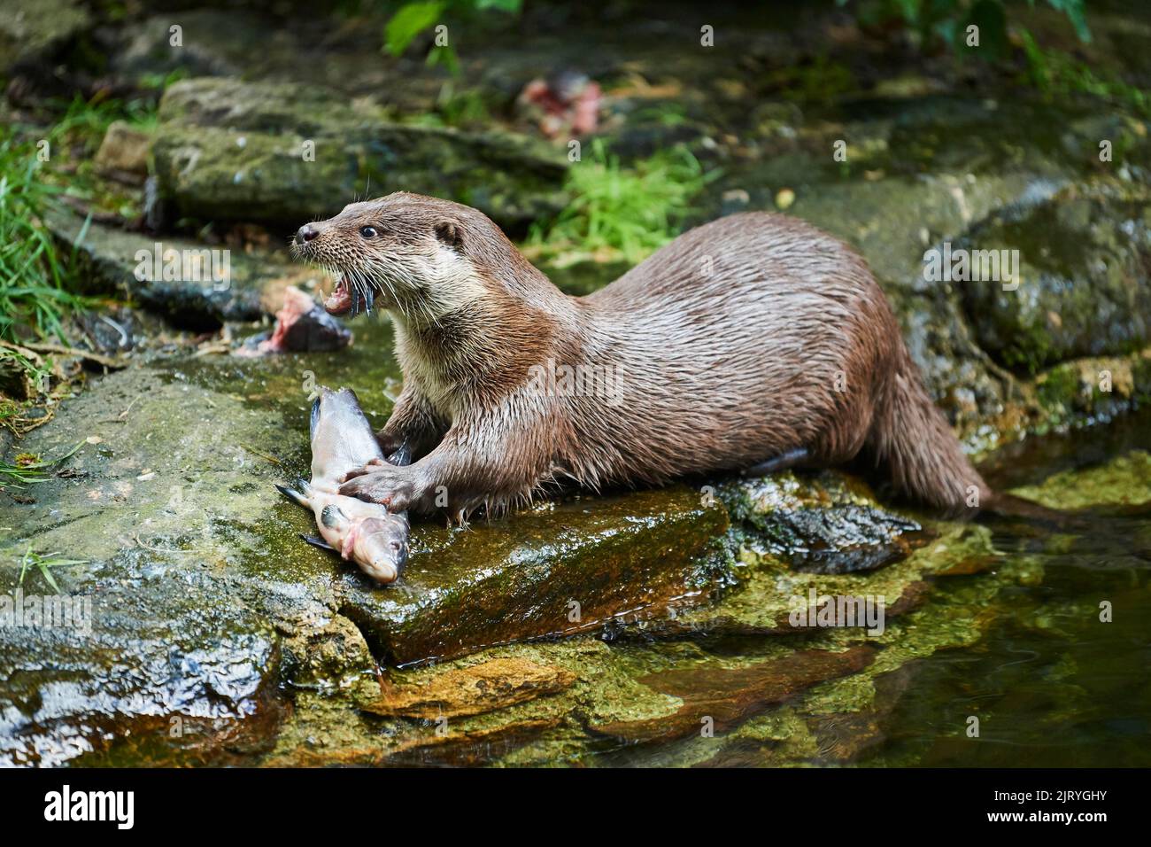 Eurasian otter (Lutra lutra), eating a fish, Bavaria, Germany Stock ...