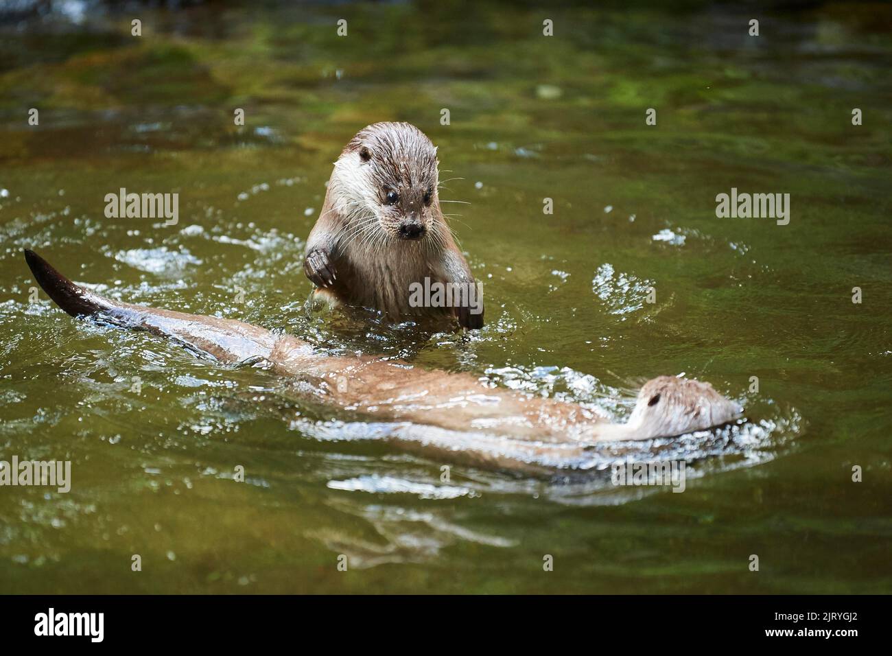 Eurasian otter (Lutra lutra), playing with each other in the water ...