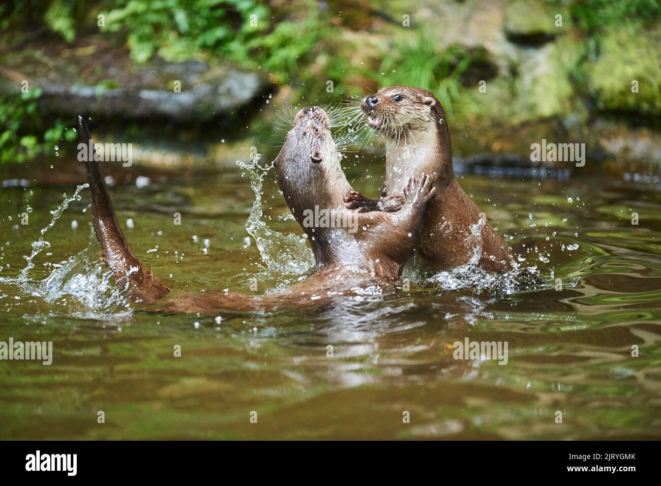Eurasian otter (Lutra lutra), playing with each other in the water ...